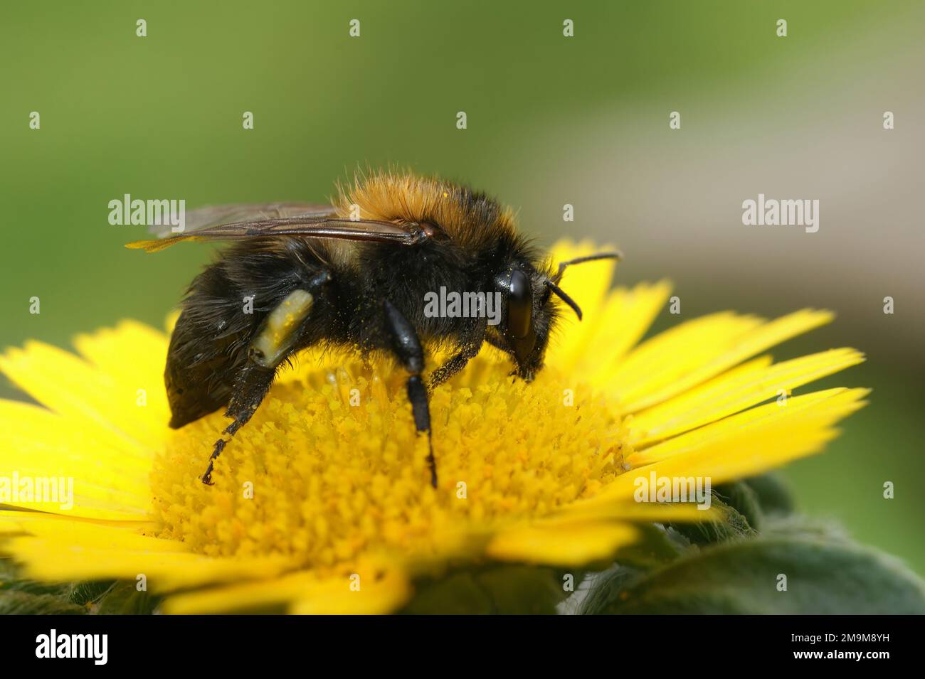 Natural closeup on an unusual dark form of the brown banded bumblebee ...