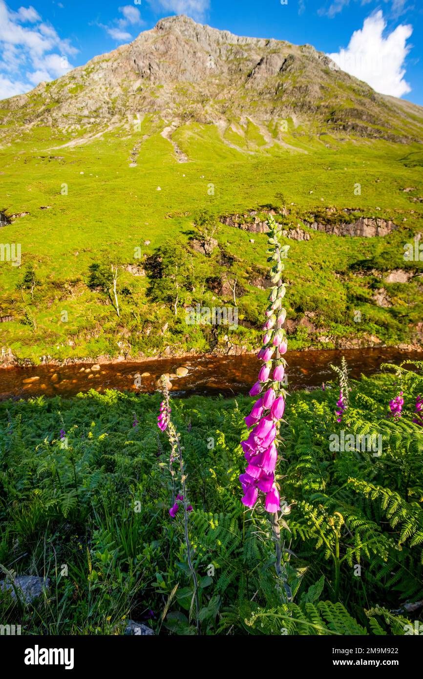 Scotland flower landscape hi-res stock photography and images - Alamy