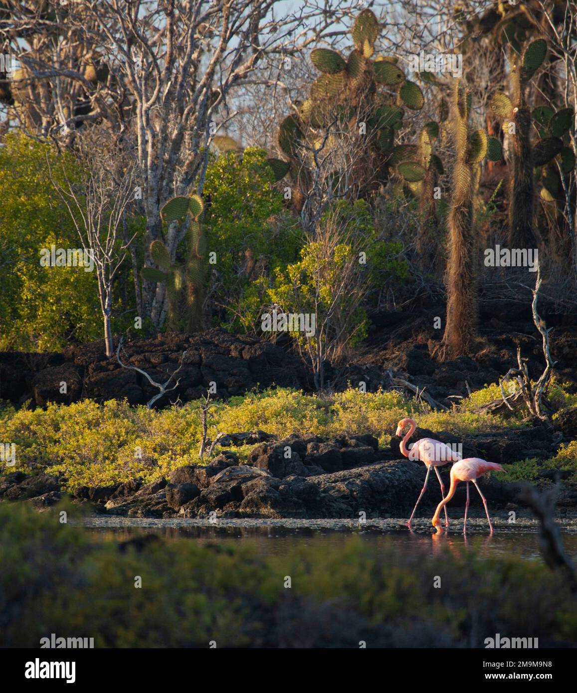American Flamingo pair, Galapagos Islands, Ecuador. Taken in December ...