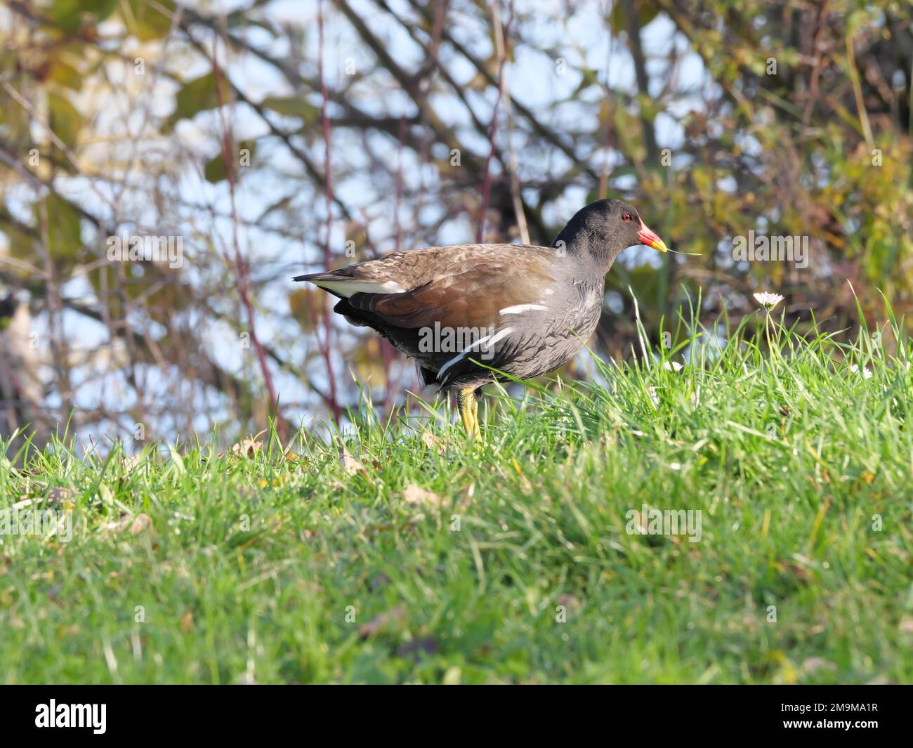 Perspective of a mouse hi-res stock photography and images - Alamy