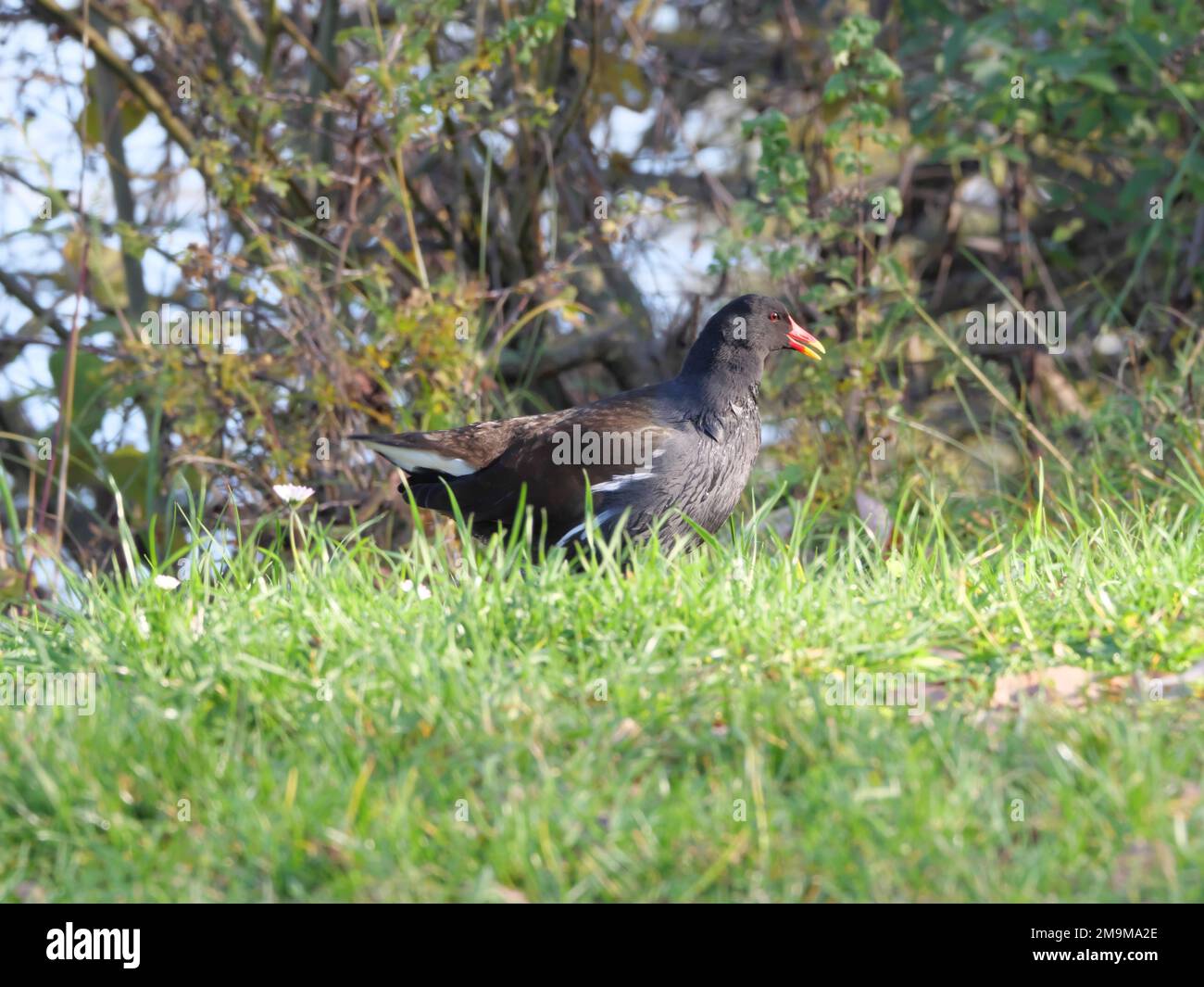 Perspective of a mouse hi-res stock photography and images - Alamy