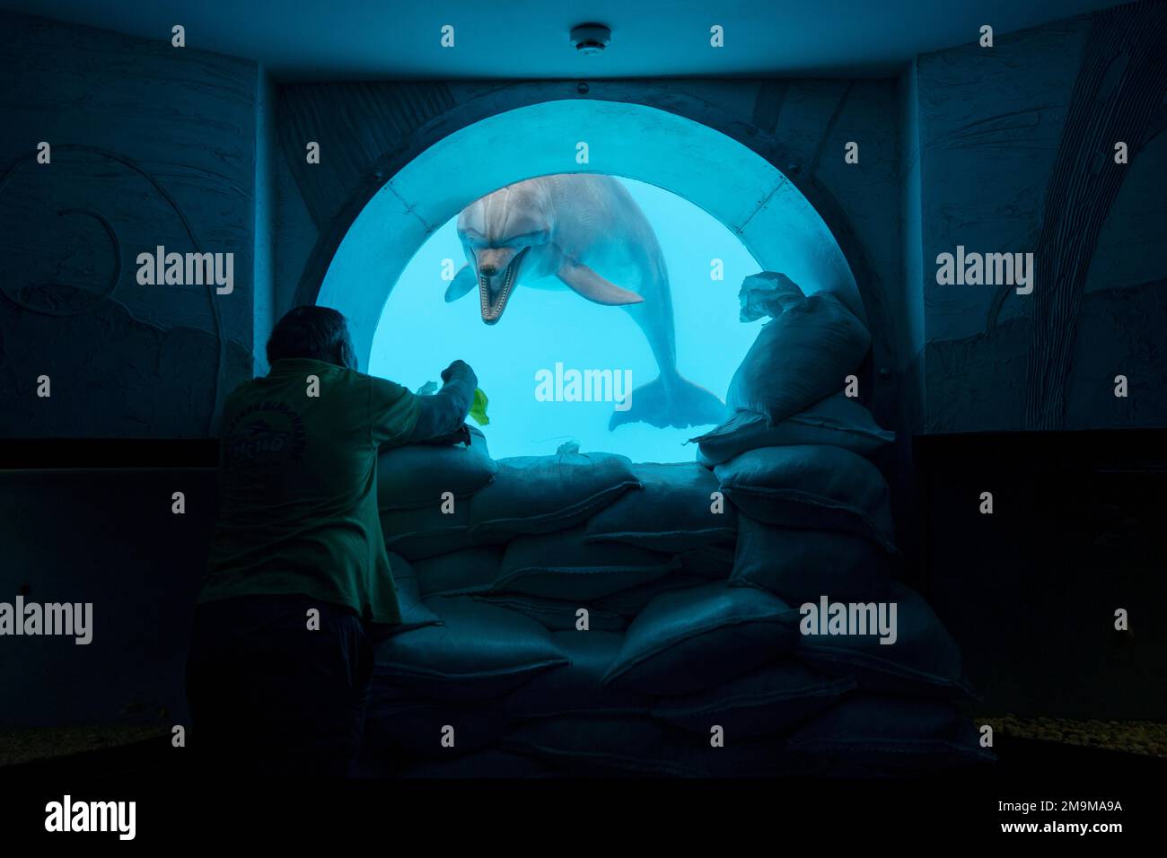 Yurii Voitenko plays with the dolphin named Zeus through an underwater ...