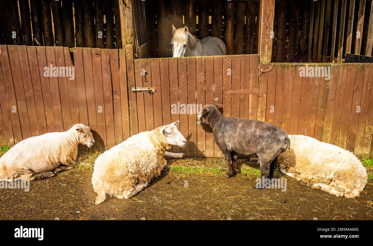 Sheep and horse on farm Stock Photo - Alamy