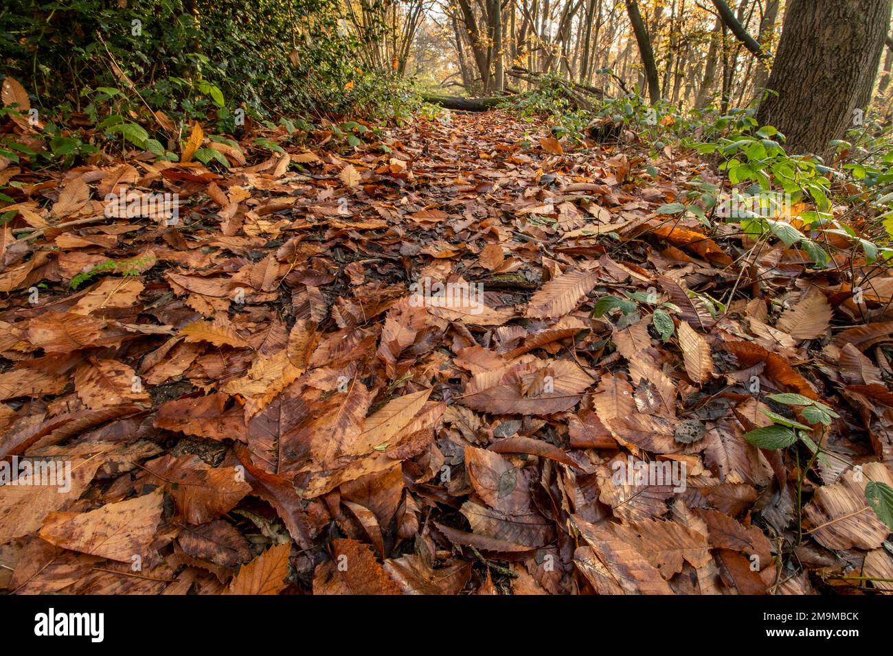 Natural close up semi-abstract patterns and textures in the environment ...