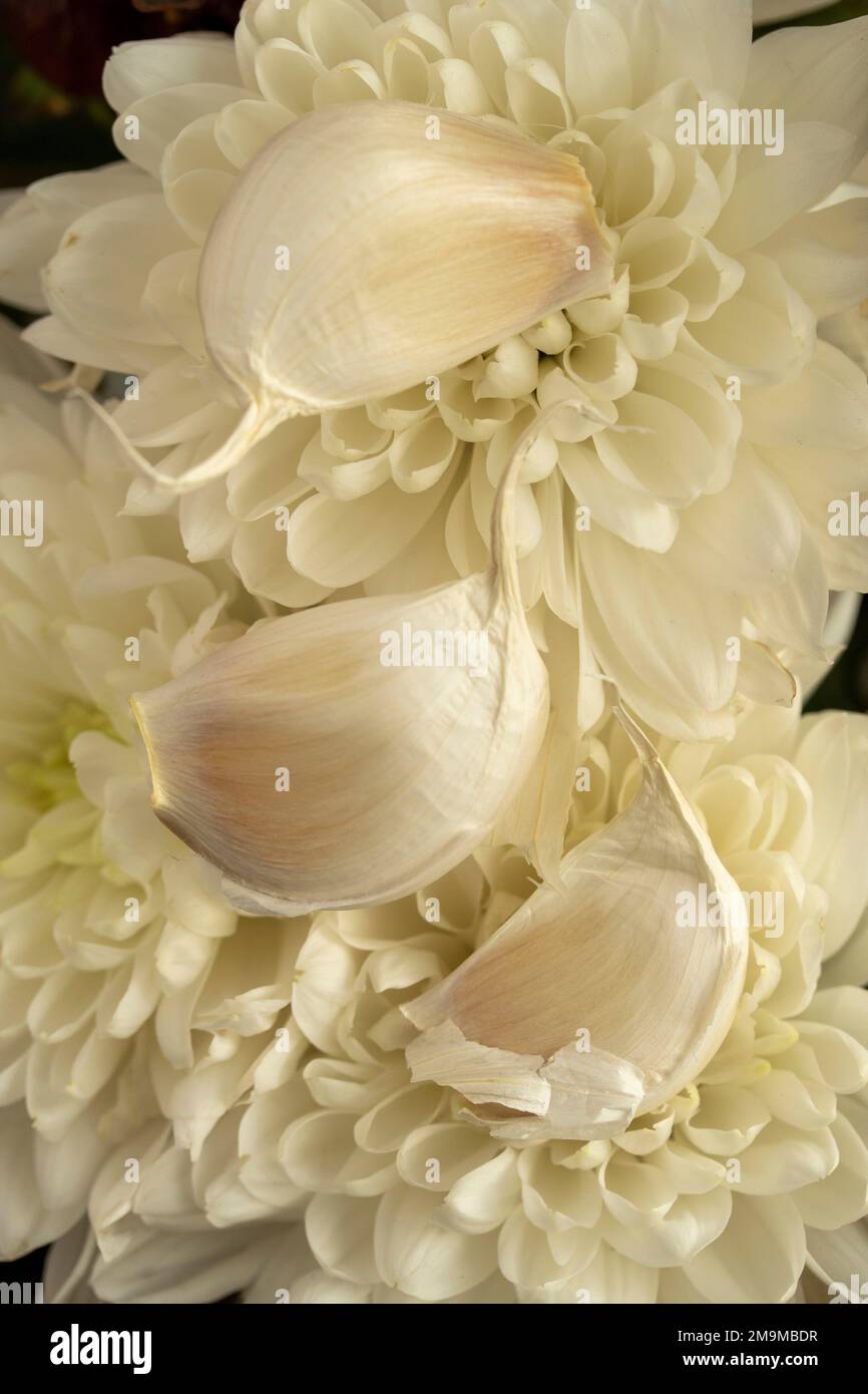 Close up food still life of Garlic cloves, Allium sativum, Chinese ...