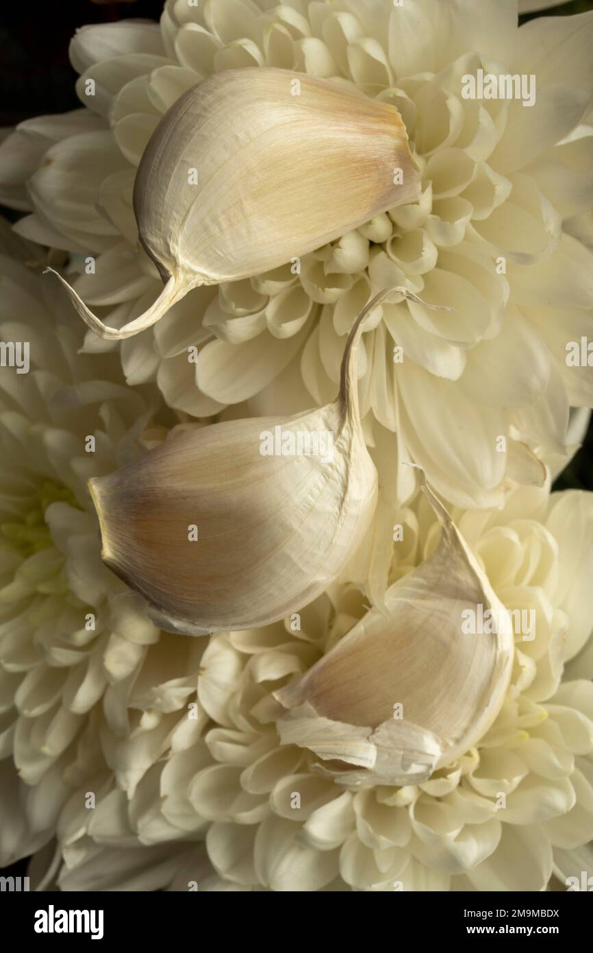 Close up food still life of Garlic cloves, Allium sativum, Chinese ...