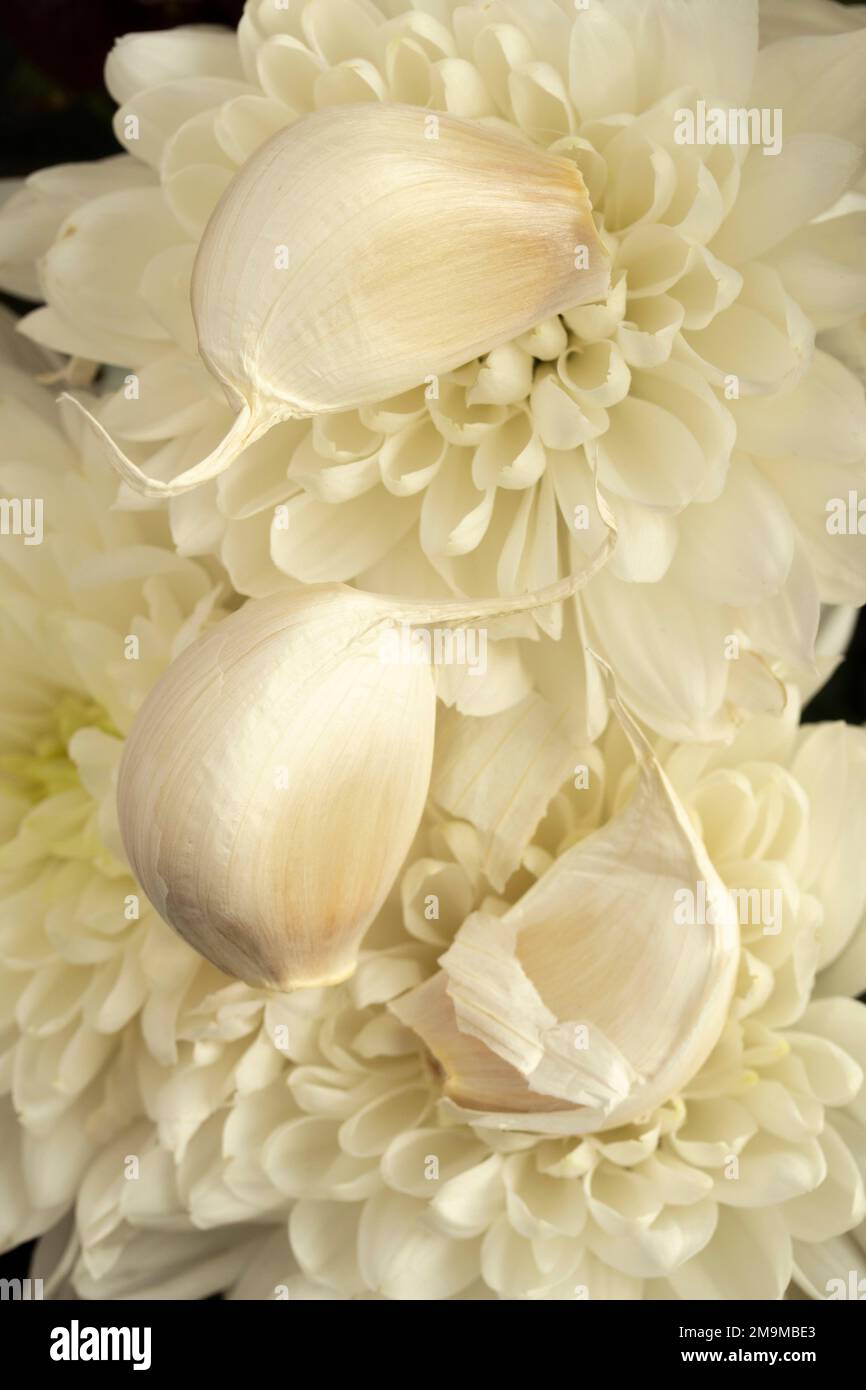 Close up food still life of Garlic cloves, Allium sativum, Chinese ...
