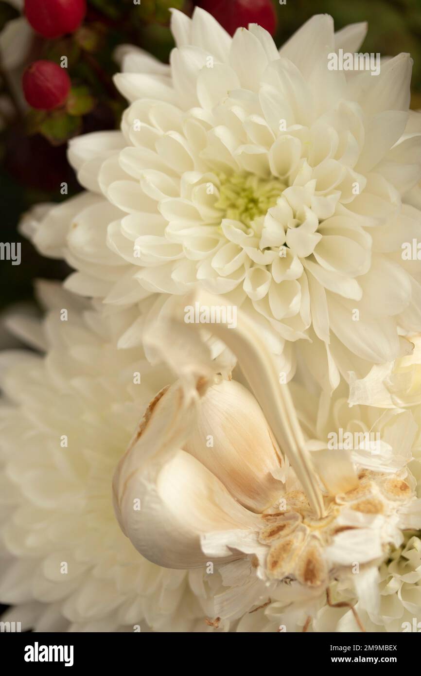 Close up food still life of Garlic cloves, Allium sativum, Chinese ...