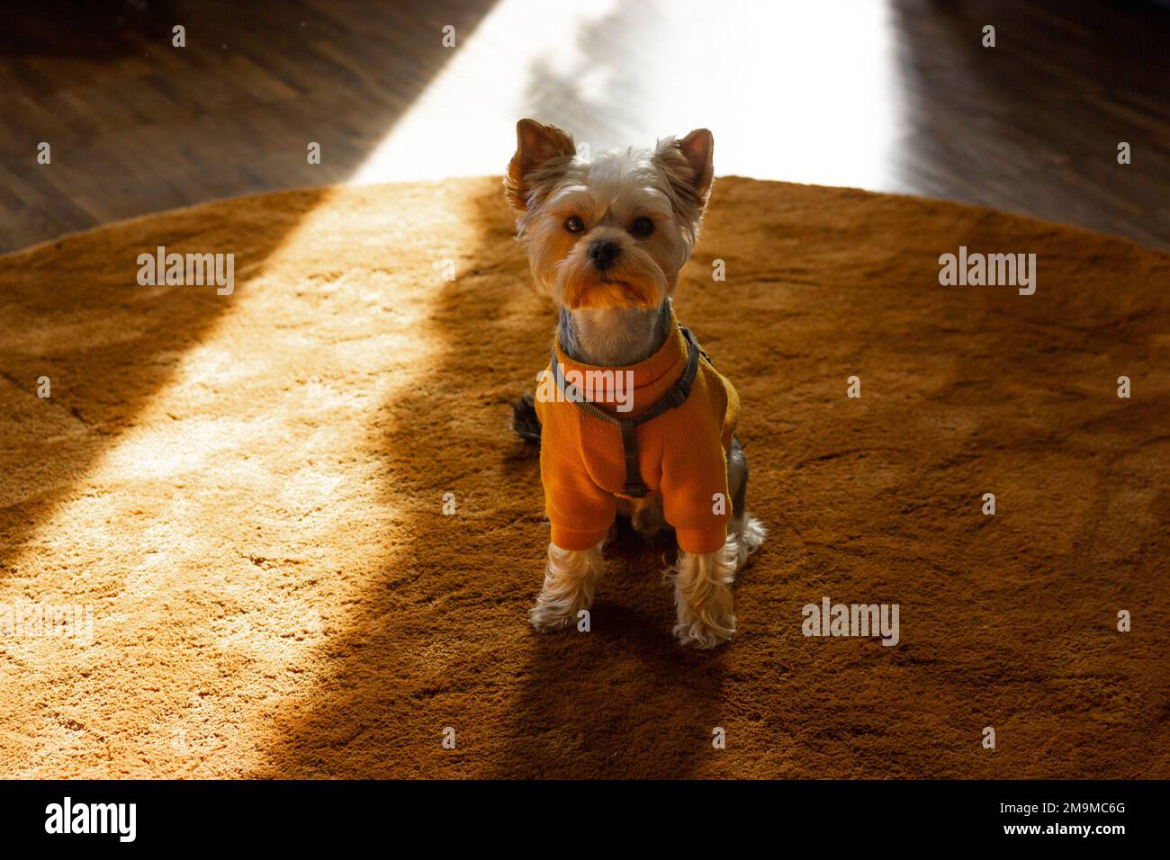 A cute little funny Yorkshire Terrier dog sits on an orange rug in a ...