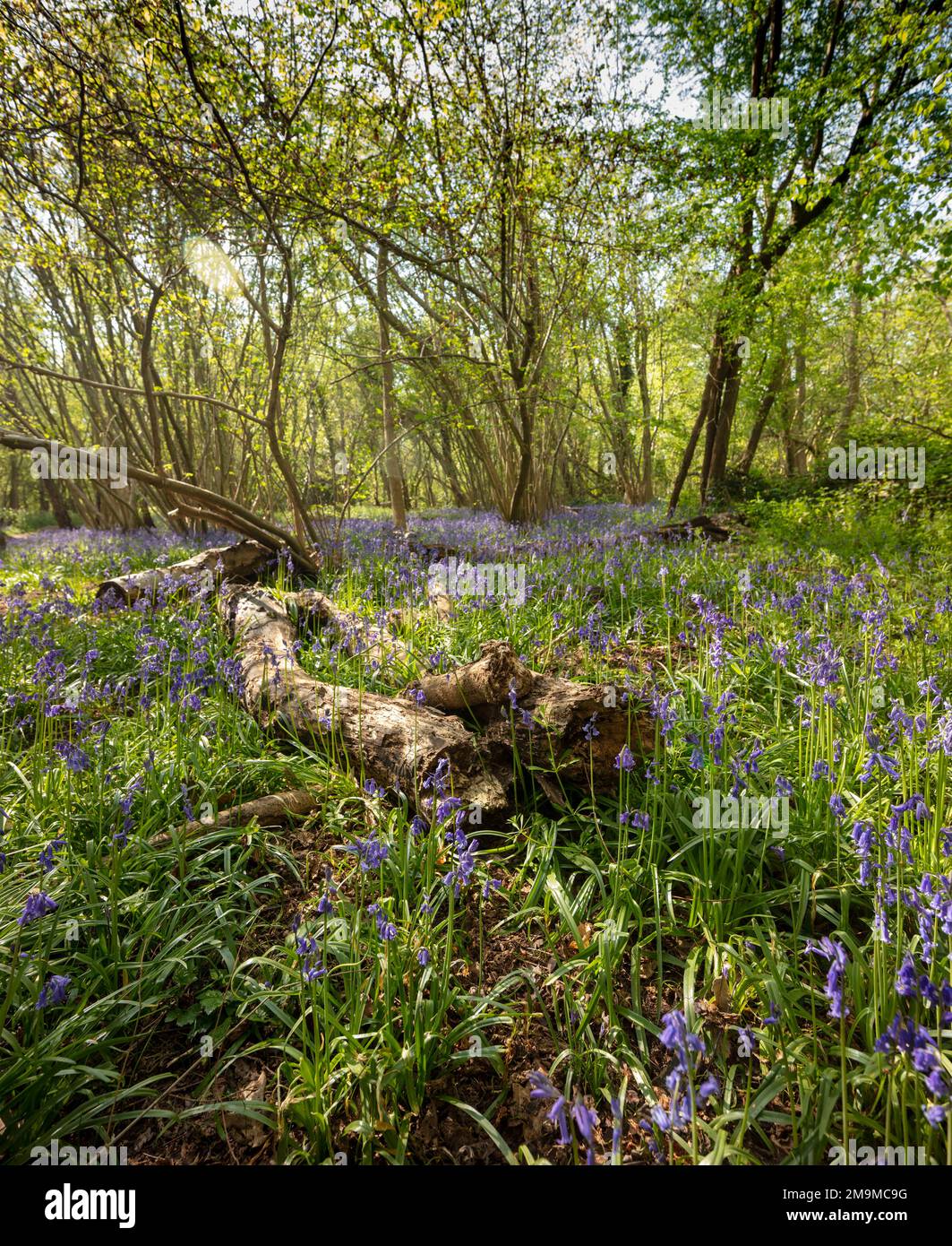 Strikingly beautiful British Bluebells (Hyacinthoides non-scripta) in ...