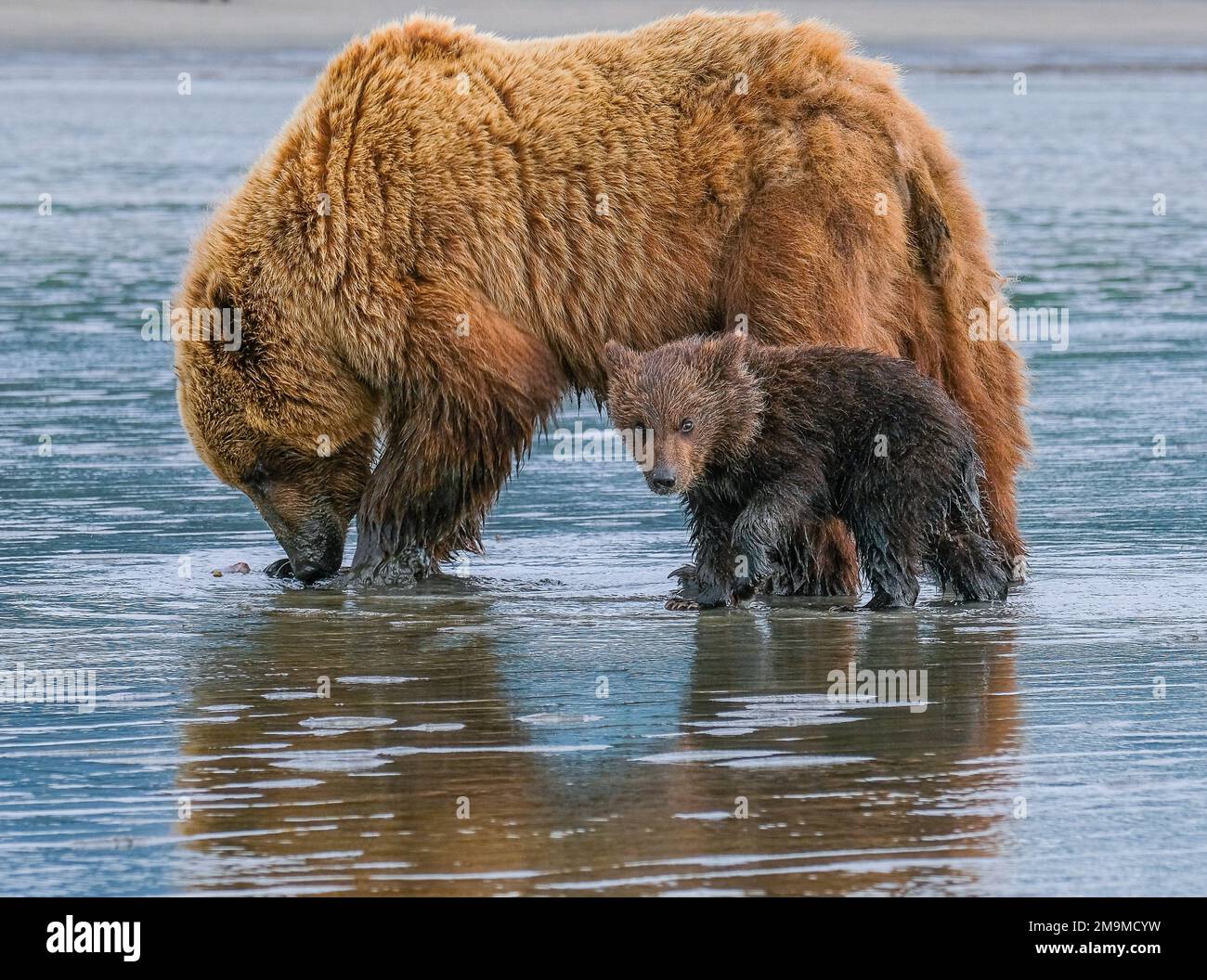 Alaskan brown bear cubs fighting in a field Stock Photo - Alamy
