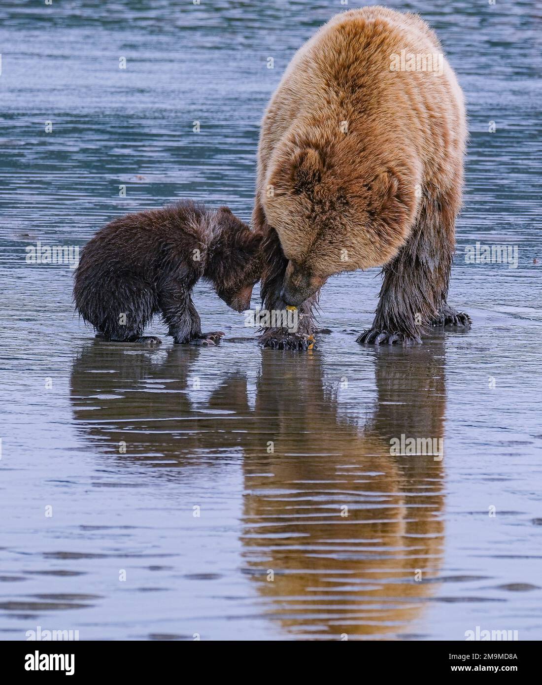 Alaskan brown bear cubs fighting in a field Stock Photo - Alamy