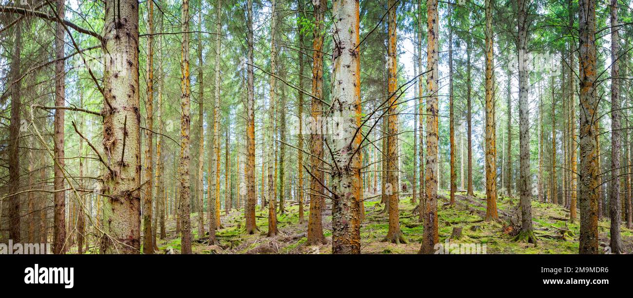 Trees in forest, Conifer grove, Dunkeld, Scotland, United Kingdom Stock ...