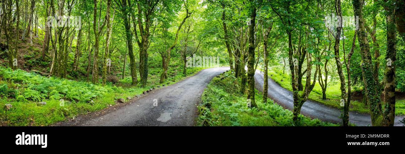 Road between trees, Isle of Skye, Scotland, United Kingdom Stock Photo ...