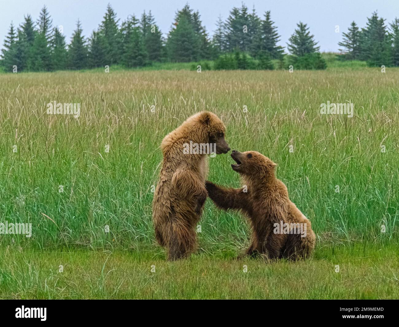 Mother bear fighting hi-res stock photography and images - Alamy