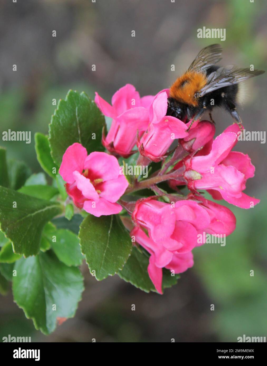 Bumble bees pollinating flowers in a British garden, Insect pollination ...