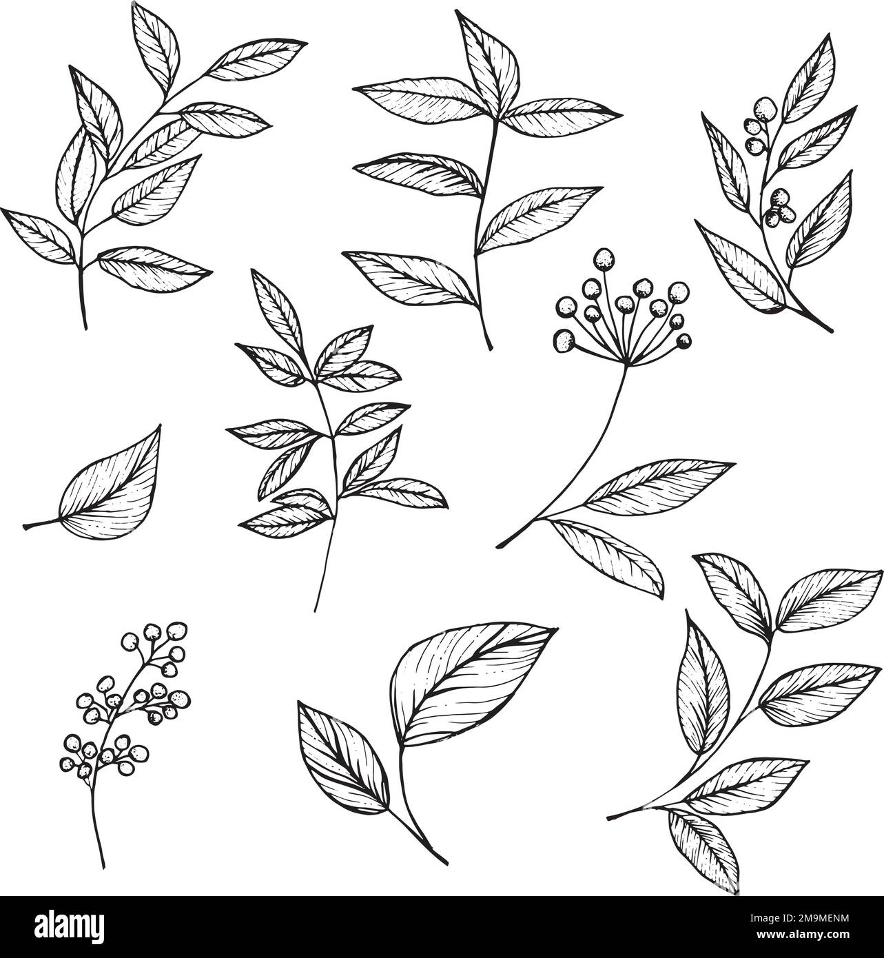 Set of graphic vector plant branches with leaves and flowers Stock ...