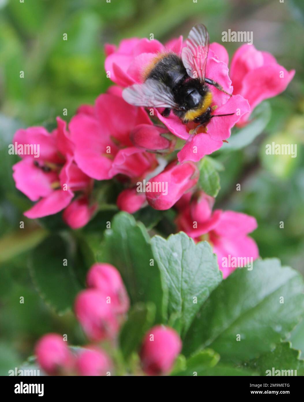 Bumble bees pollinating flowers in a British garden, Insect pollination ...
