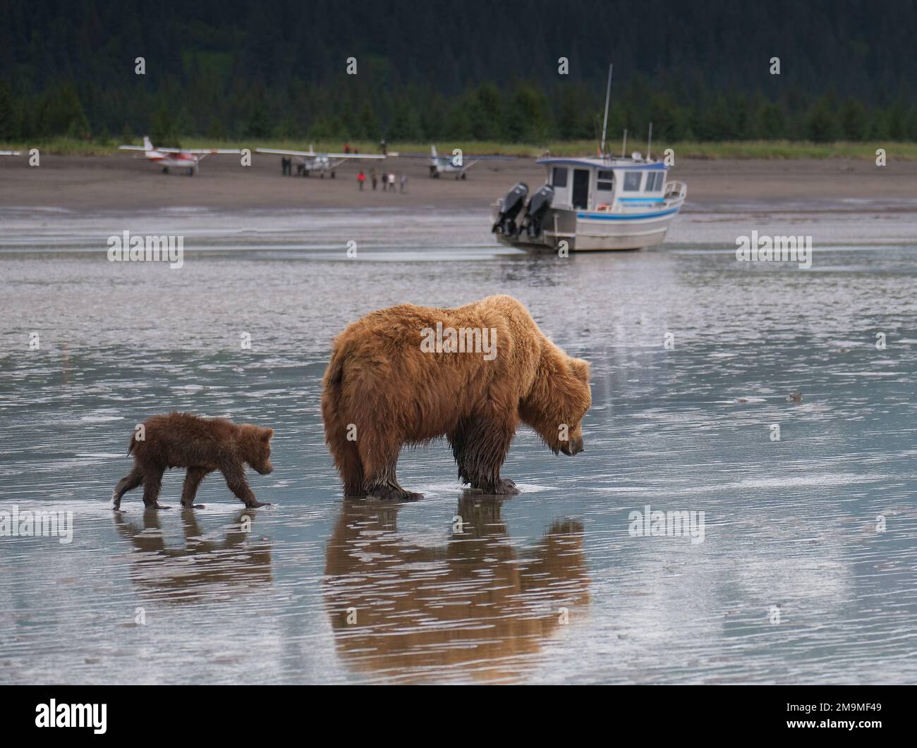 Mother bears fighting hi-res stock photography and images - Alamy