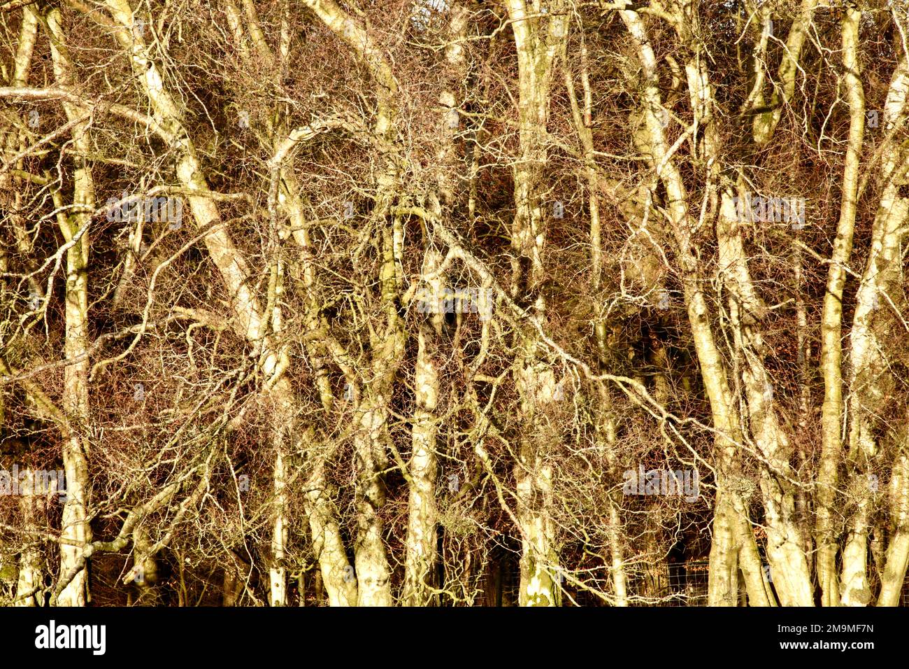 Silver Birch trees Stock Photo - Alamy