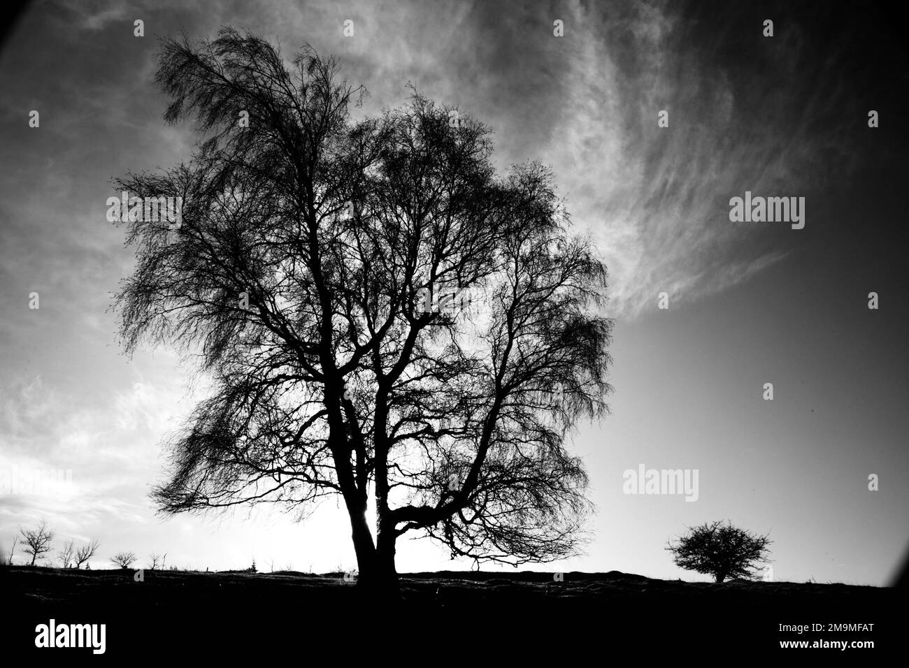 big tree little tree Stock Photo - Alamy