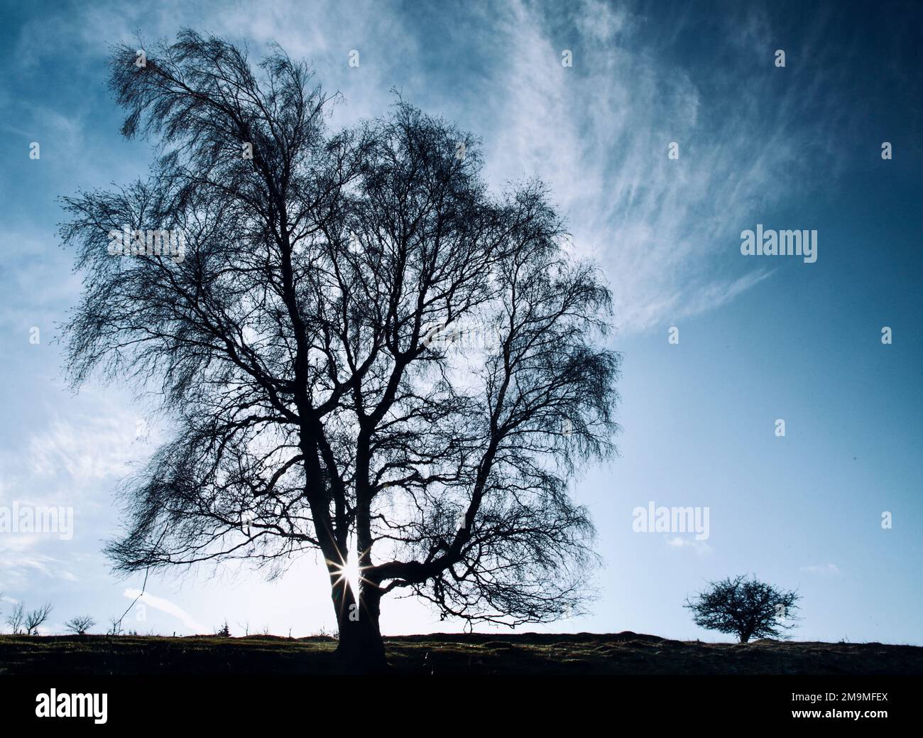 Big tree little tree hi-res stock photography and images - Alamy