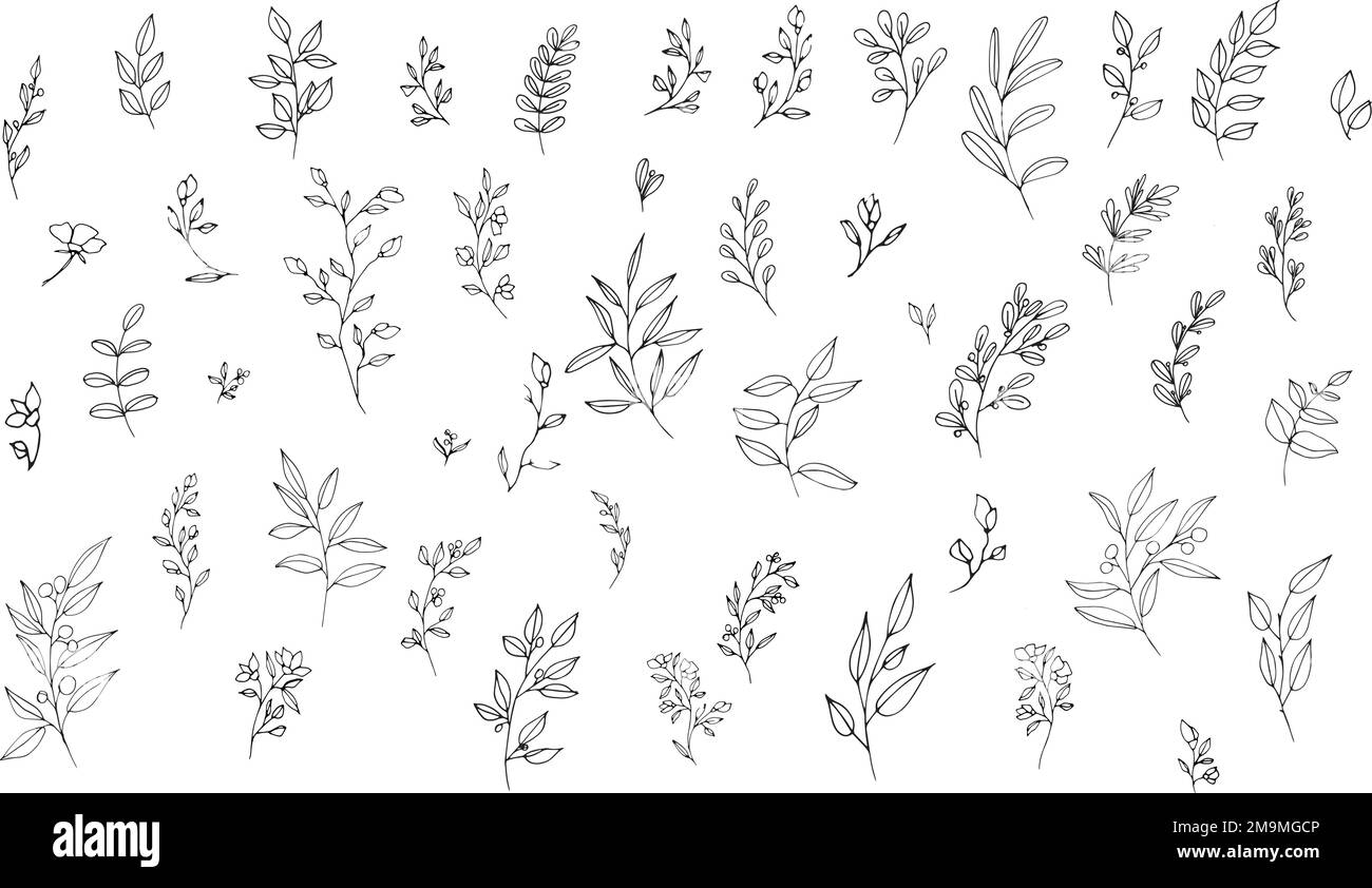 Set of graphic vector plant branches with leaves and flowers Stock ...
