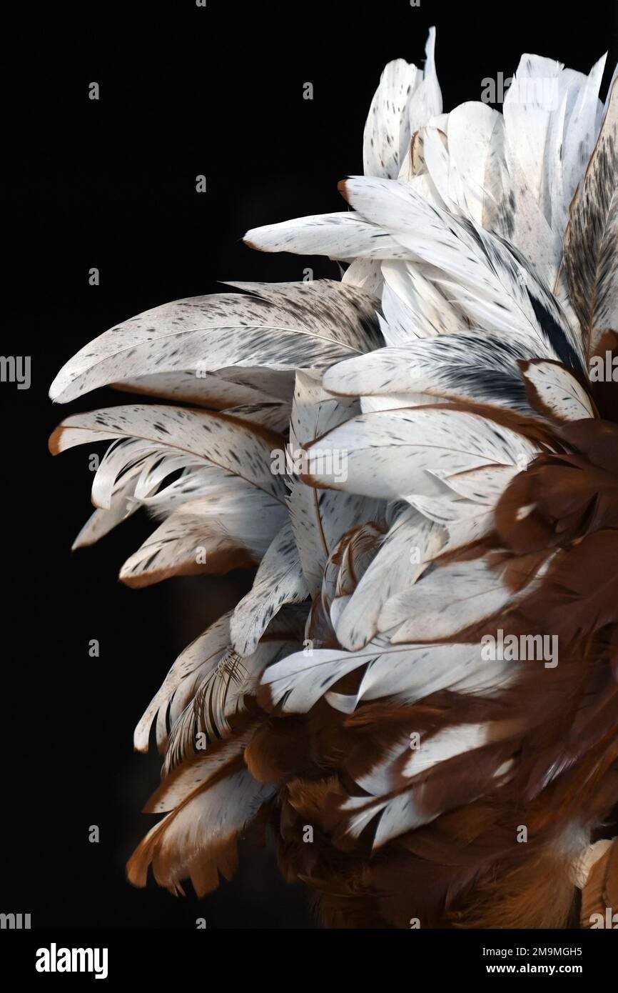 White plumage pattern hi-res stock photography and images - Alamy
