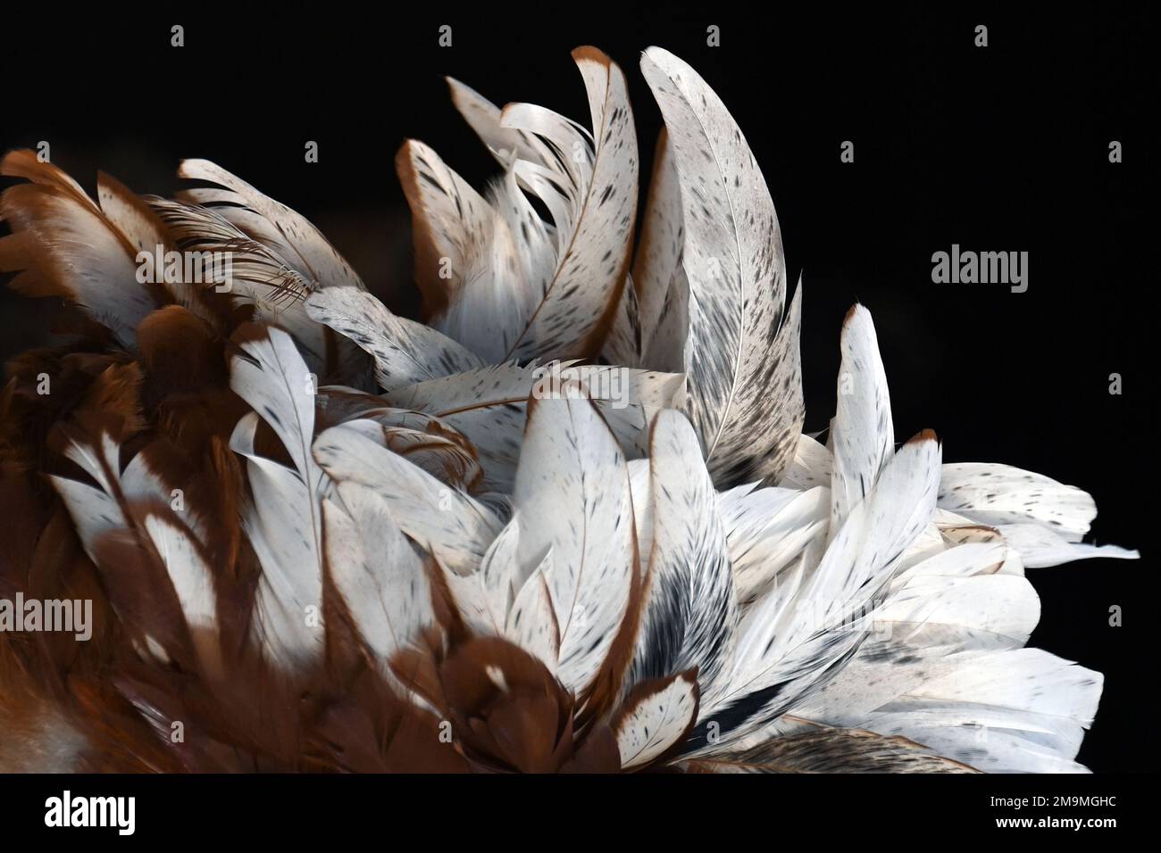Complex plumage hi-res stock photography and images - Alamy