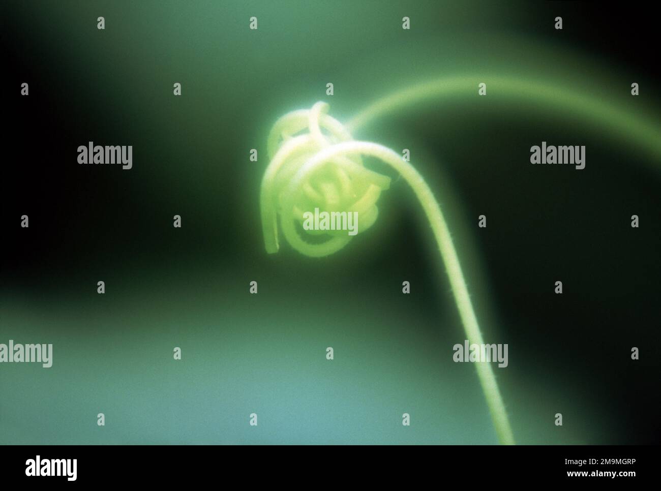 Curled hi-res stock photography and images - Alamy