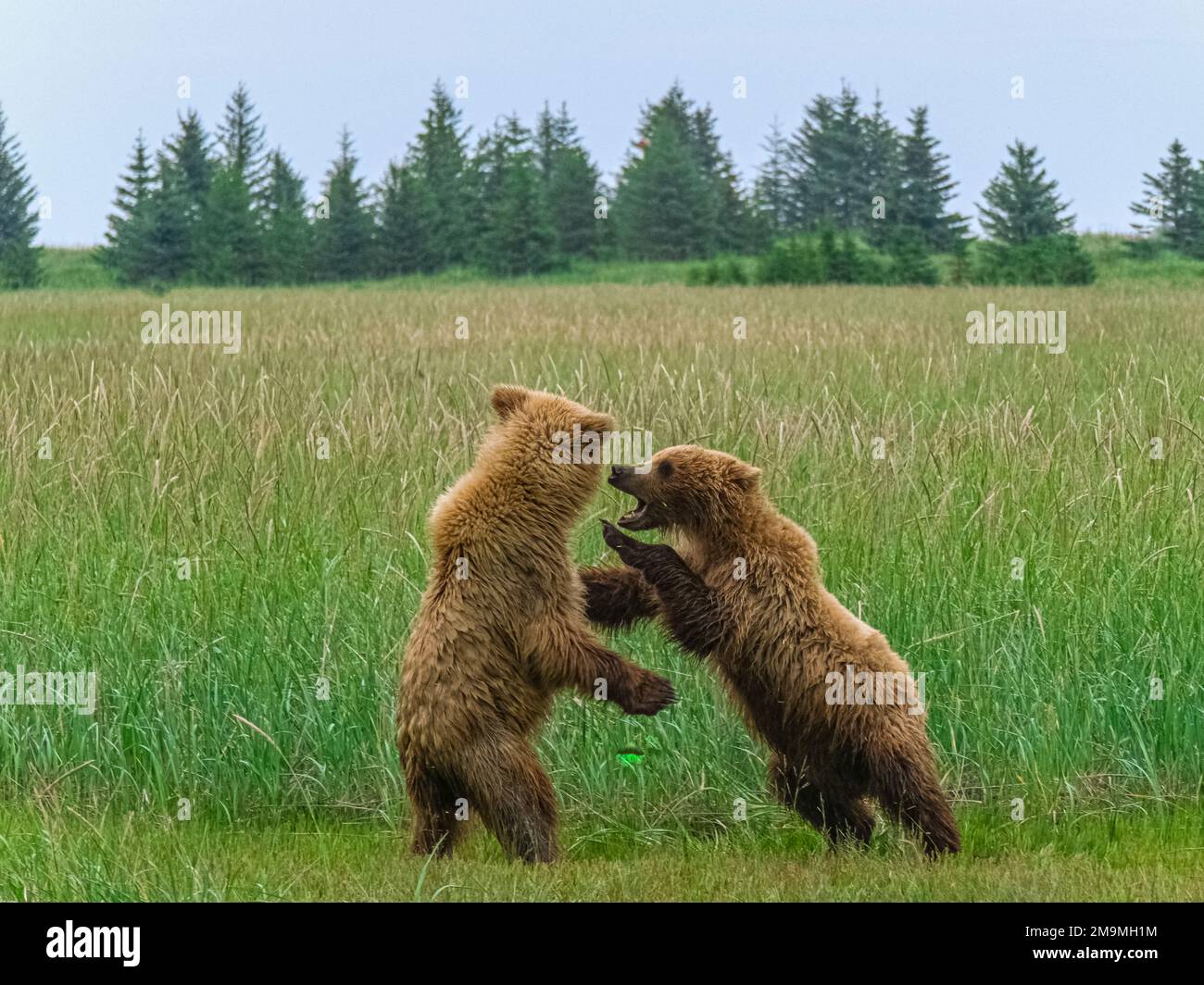 Two brown bear cubs fighting Stock Photo - Alamy