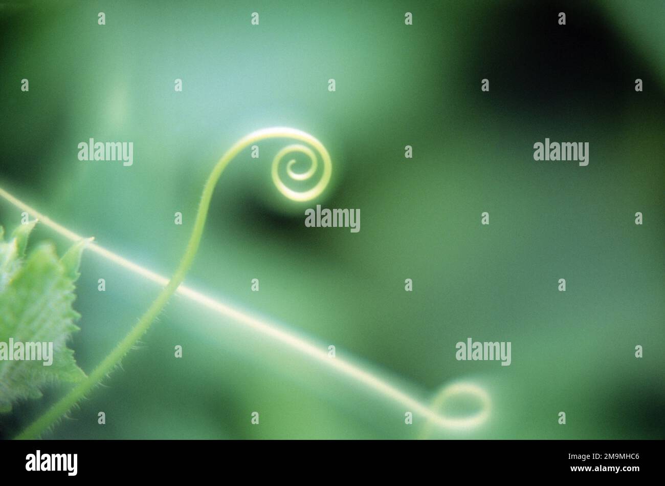 Curled plant hi-res stock photography and images - Alamy