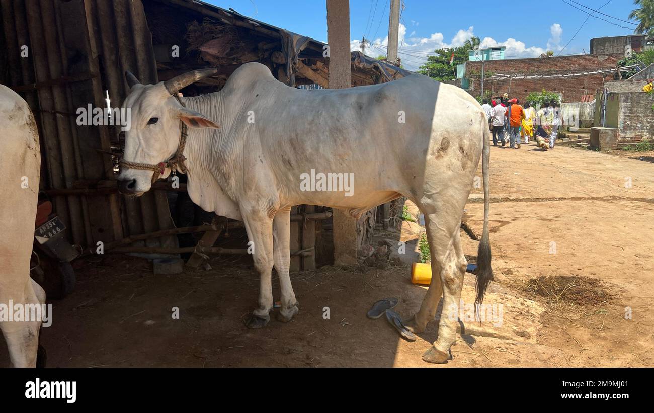 A beautiful white cow on a farm under the shelter Stock Photo - Alamy