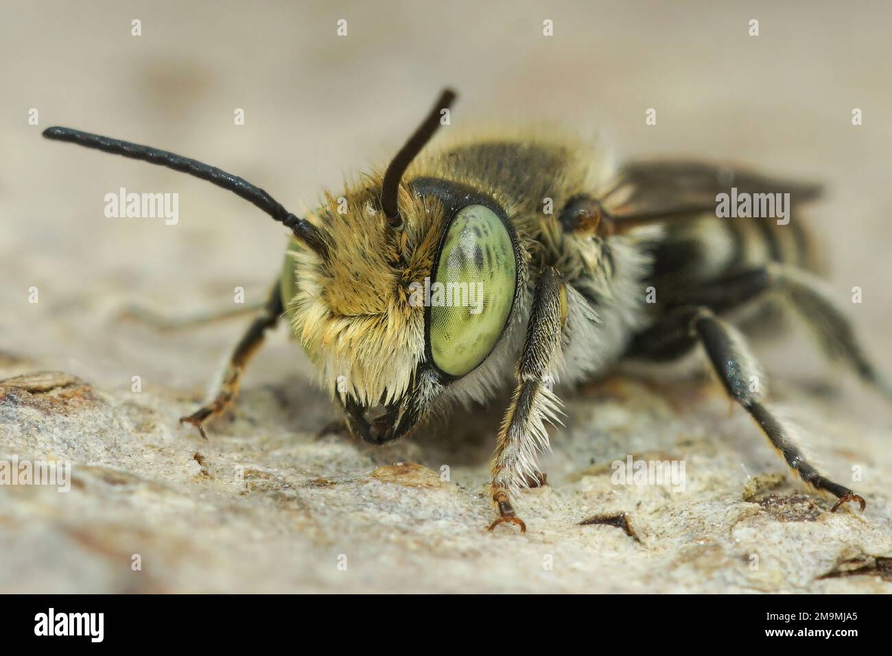Detailed extreme closeup on a cute , green-eyed, male leafcutter bee ...