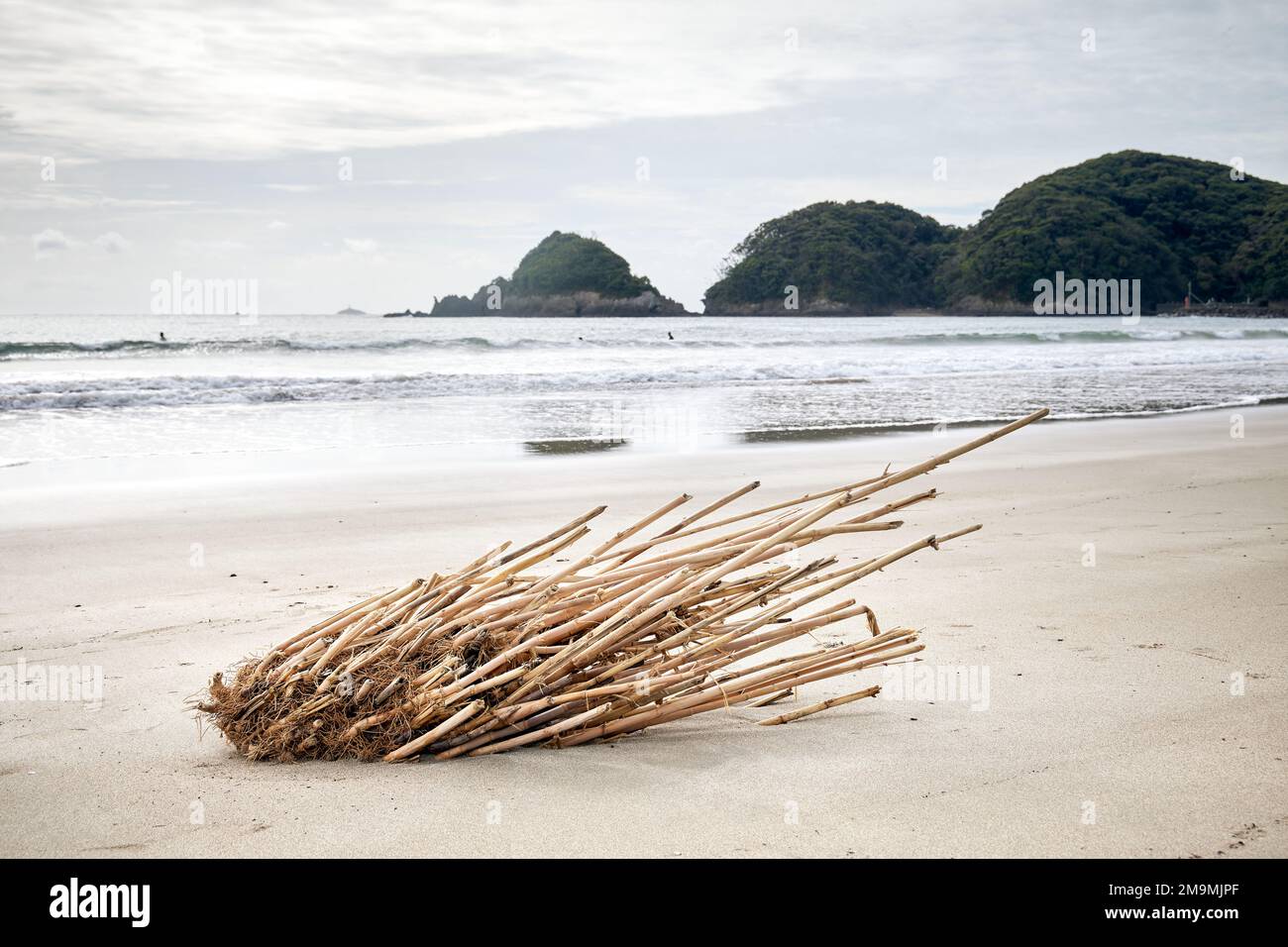 Dry reeds on the sandy beach in front of the ocean Stock Photo - Alamy