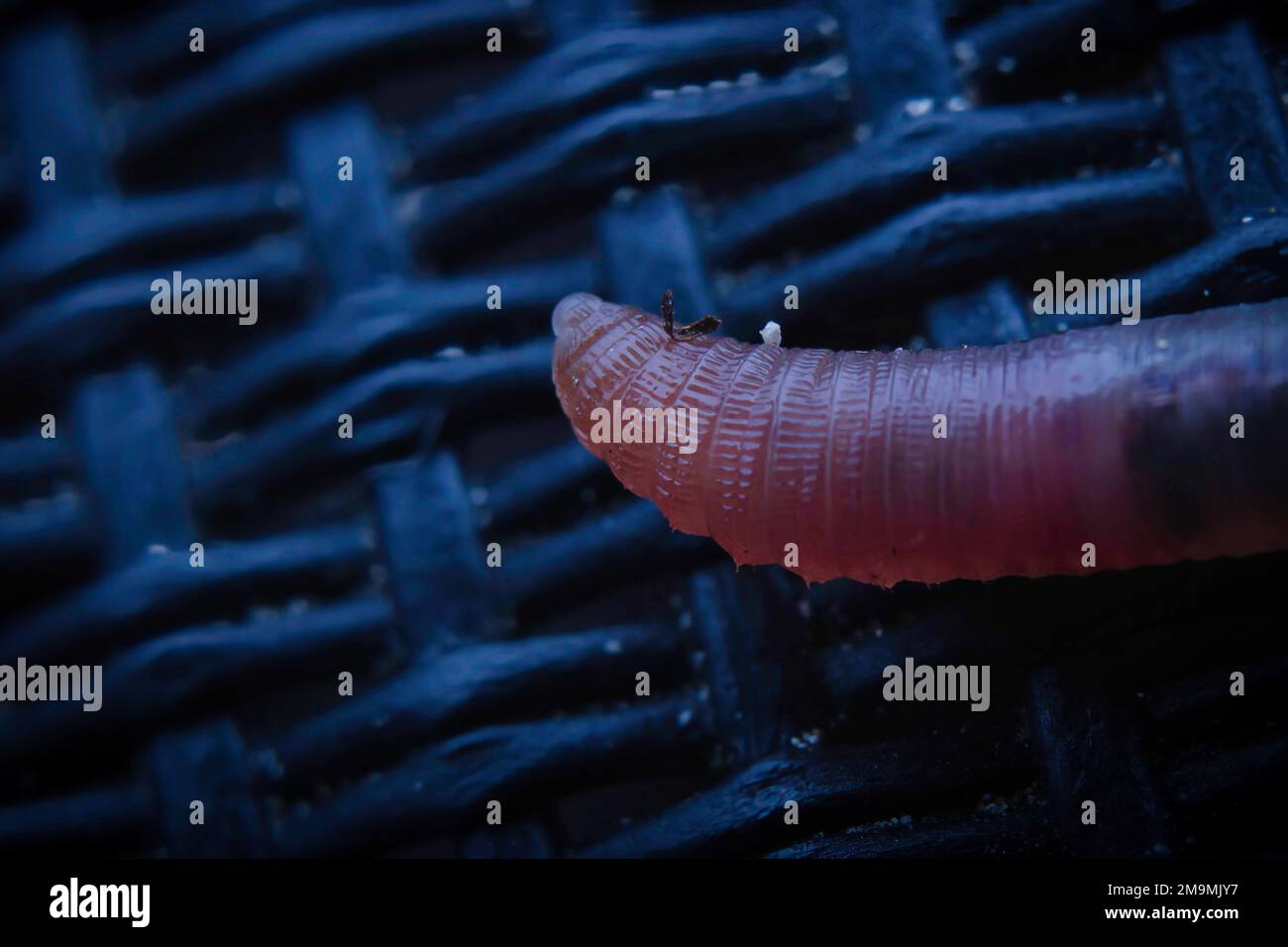 Worm like texture hi-res stock photography and images - Alamy
