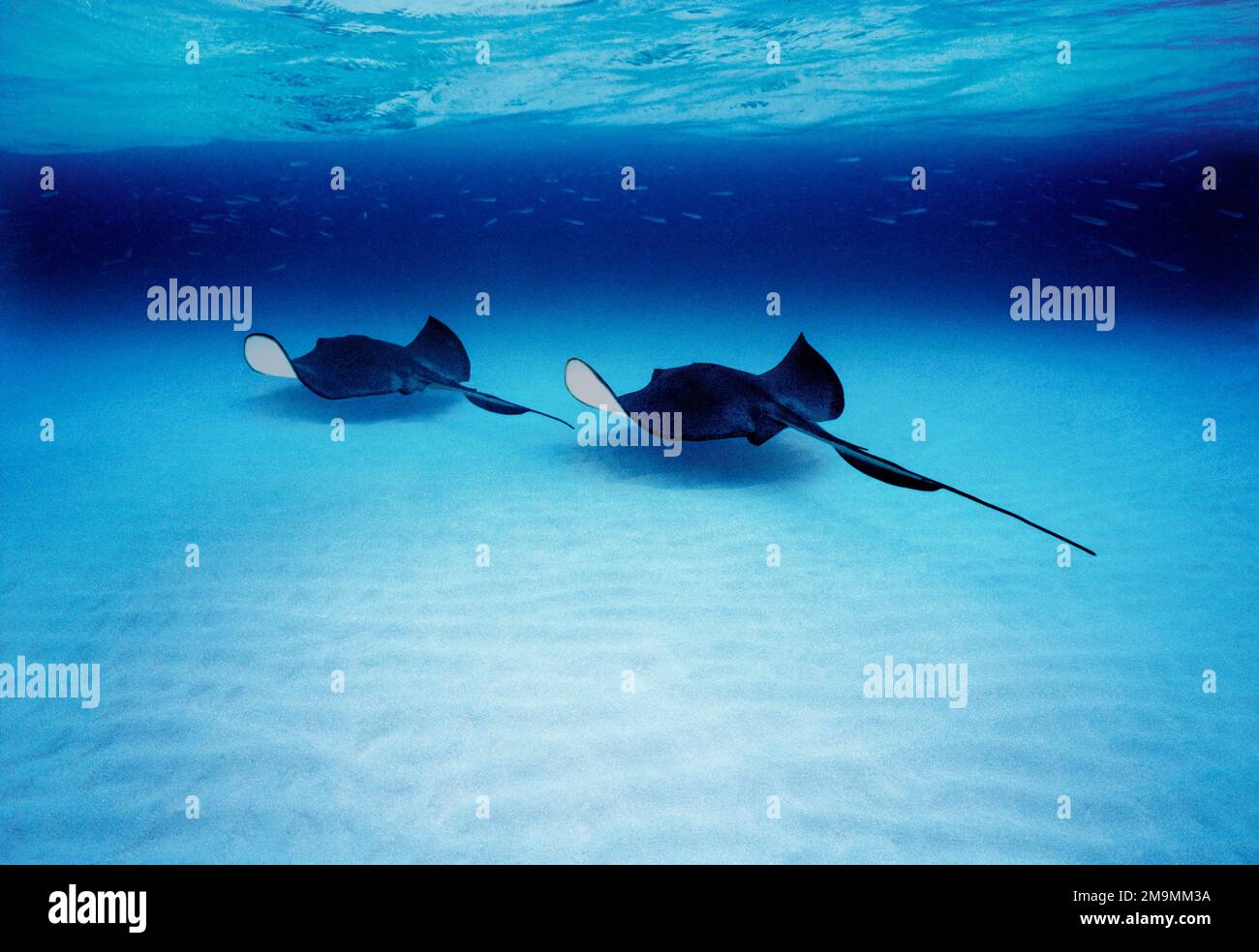 View of stingrays in water,Grand Caymans Stock Photo - Alamy