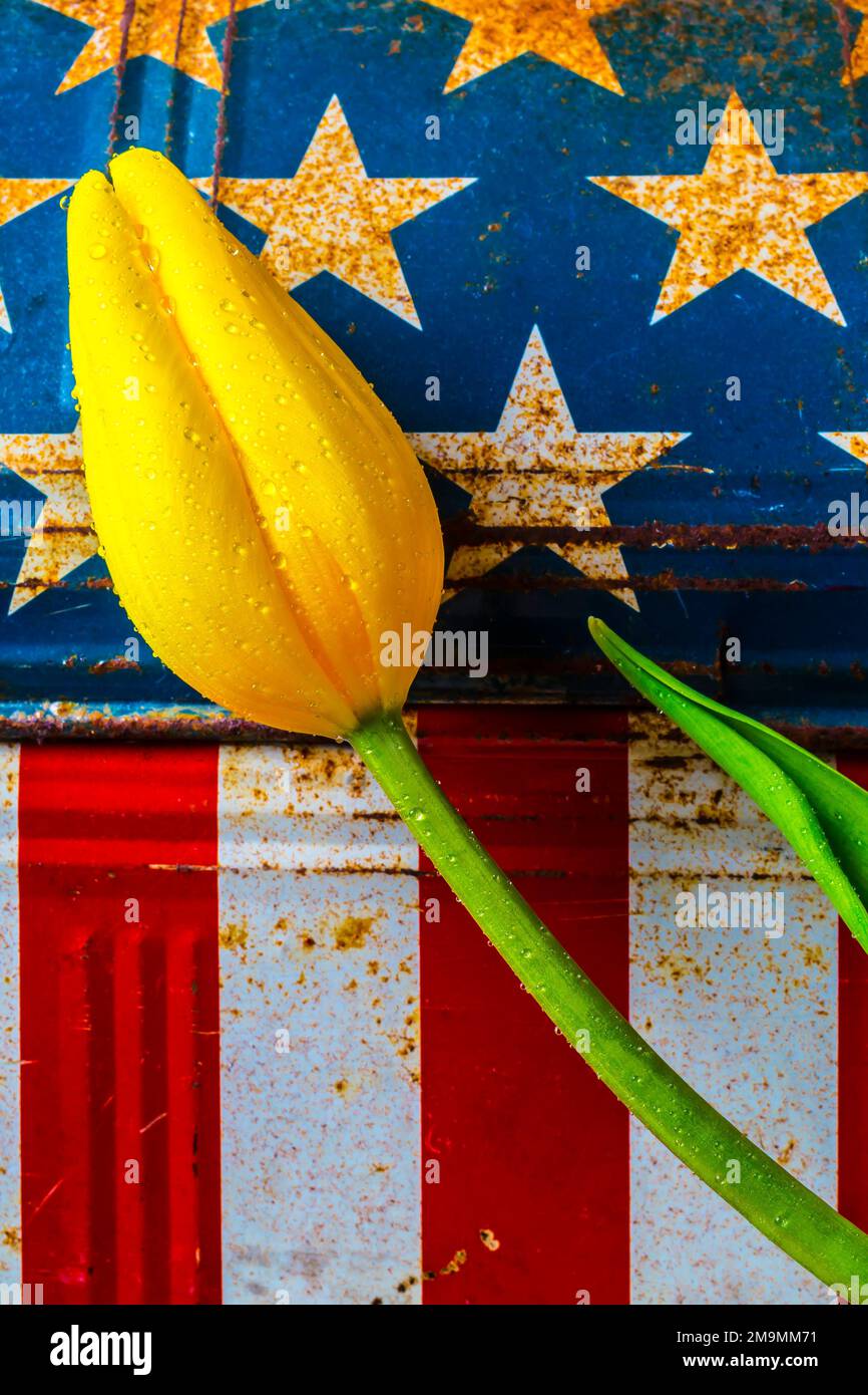 Tulip And Old Lunch Box Stock Photo - Alamy
