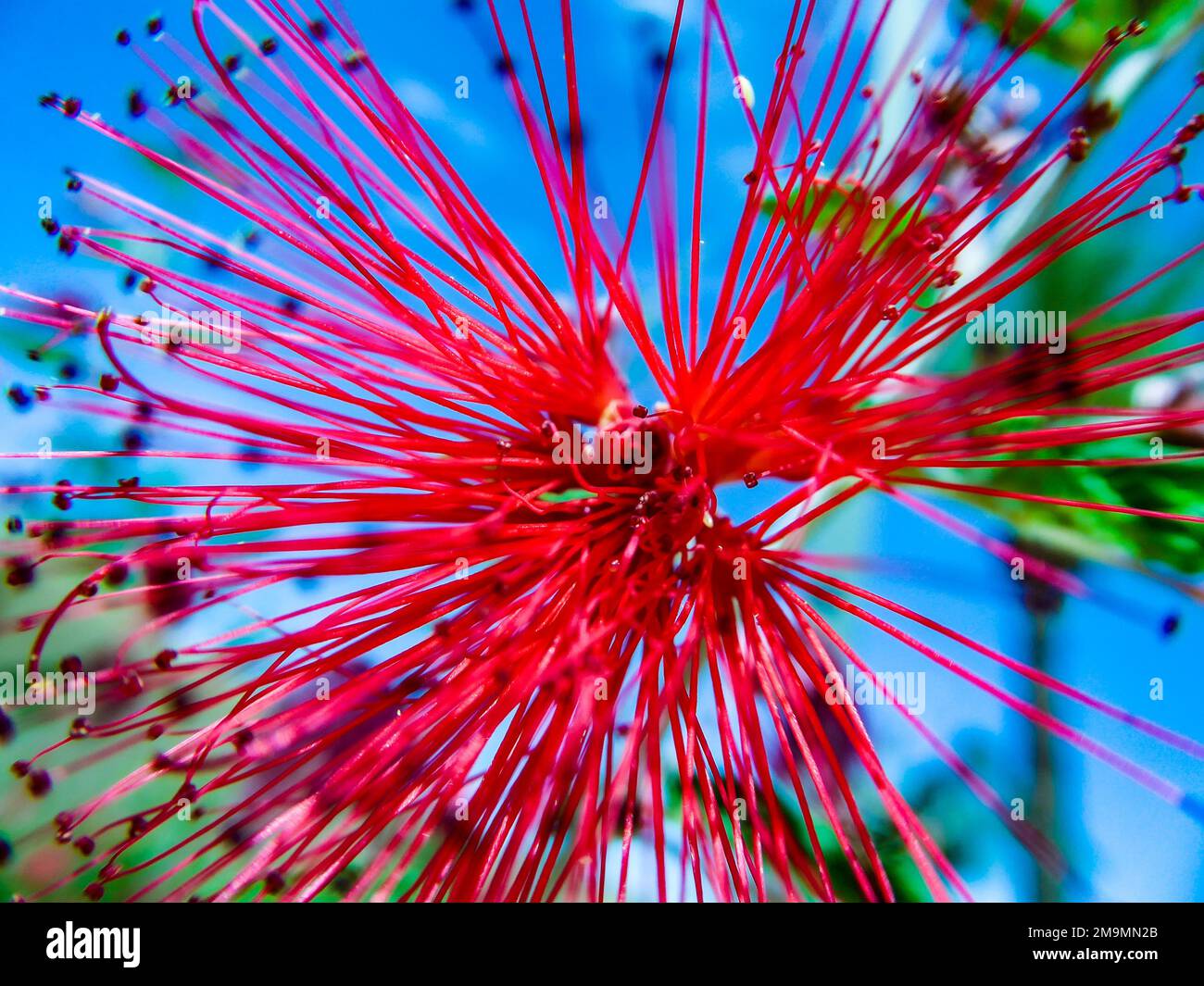 Calliandra eriophylla flower hi-res stock photography and images - Alamy