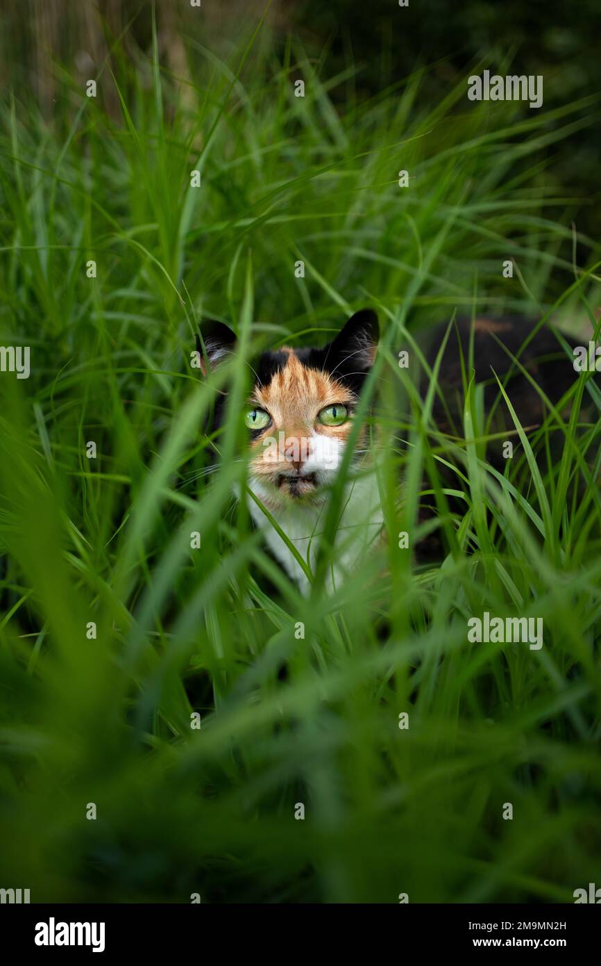 calico cat on the prowl walking through high grass looking at camera ...