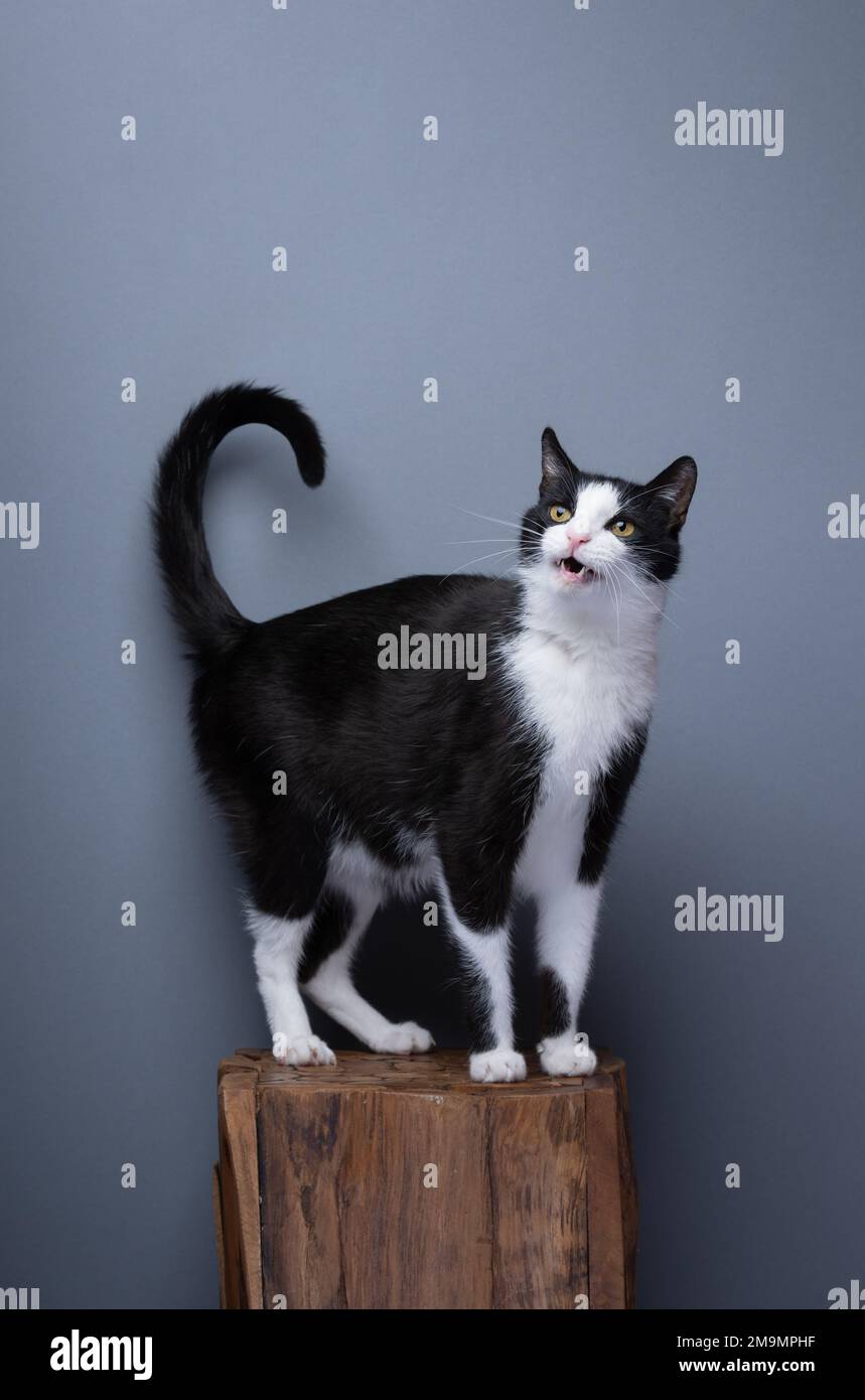 curious calico cat standing on wooden pedestal with tail up, full body ...