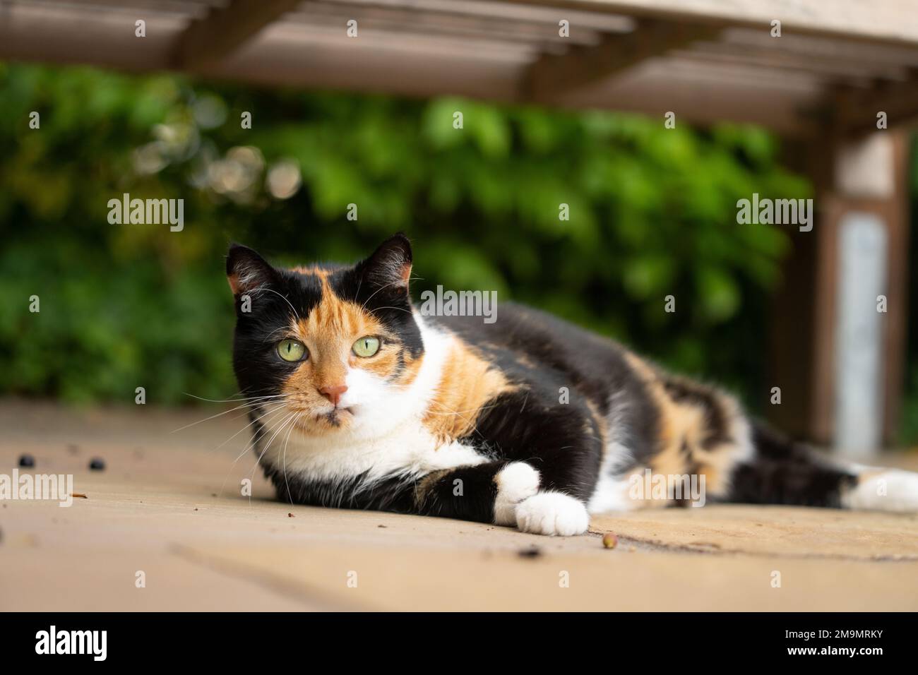 lazy calico cat resting outdoors lying on side under a bench looking at ...