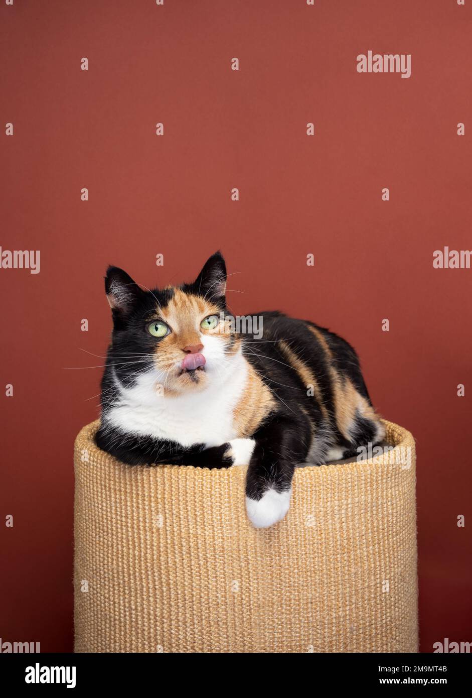 calico cat resting on sisal scratching barrel, licking lips looking ...