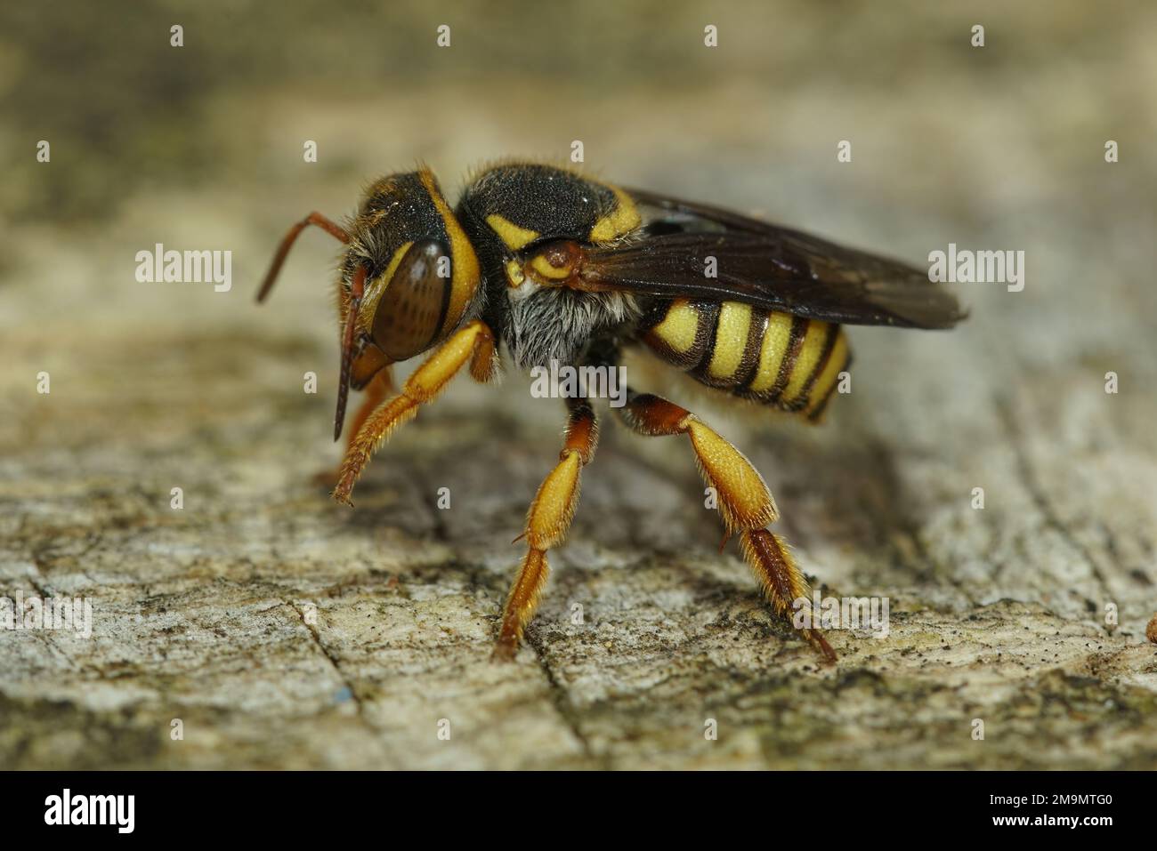 Detailed close up of one a colorful yellow orange Mediterranean carder ...