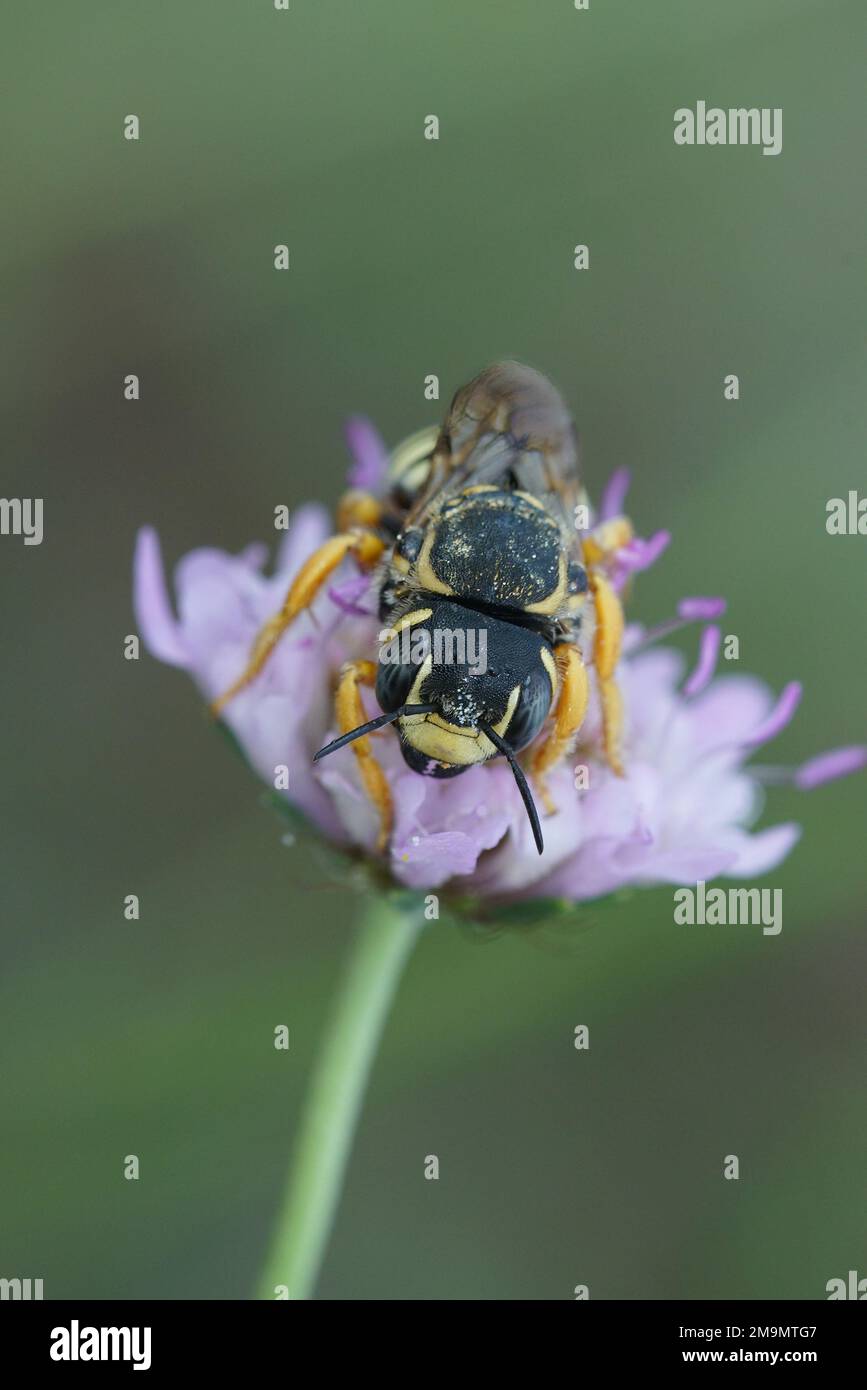 Detailed natural closeup of a female of the rare and endangered ...