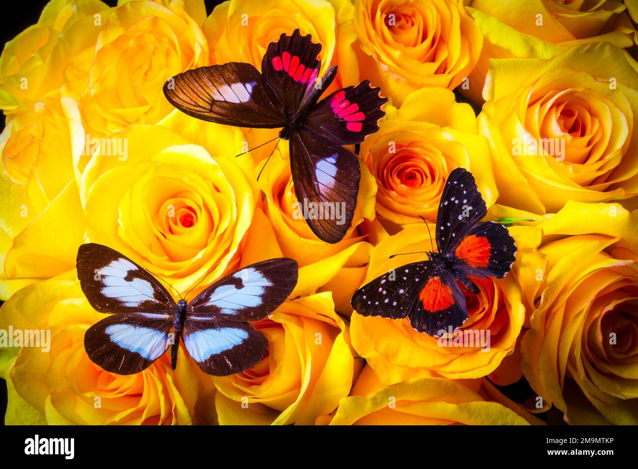 Yellow butterfly on roses hi-res stock photography and images - Alamy