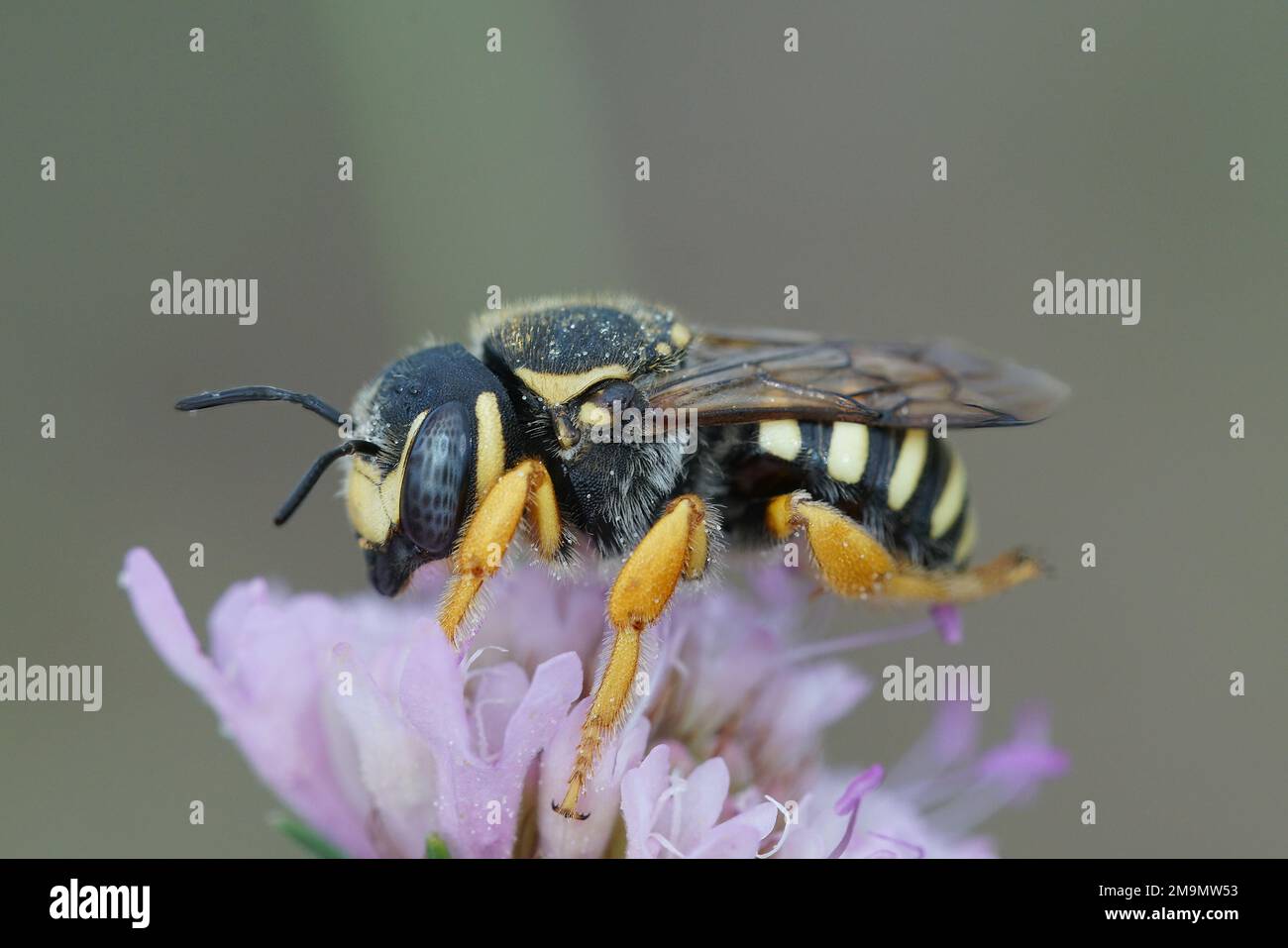 Detailed natural closeup of a female of the rare and endangered ...