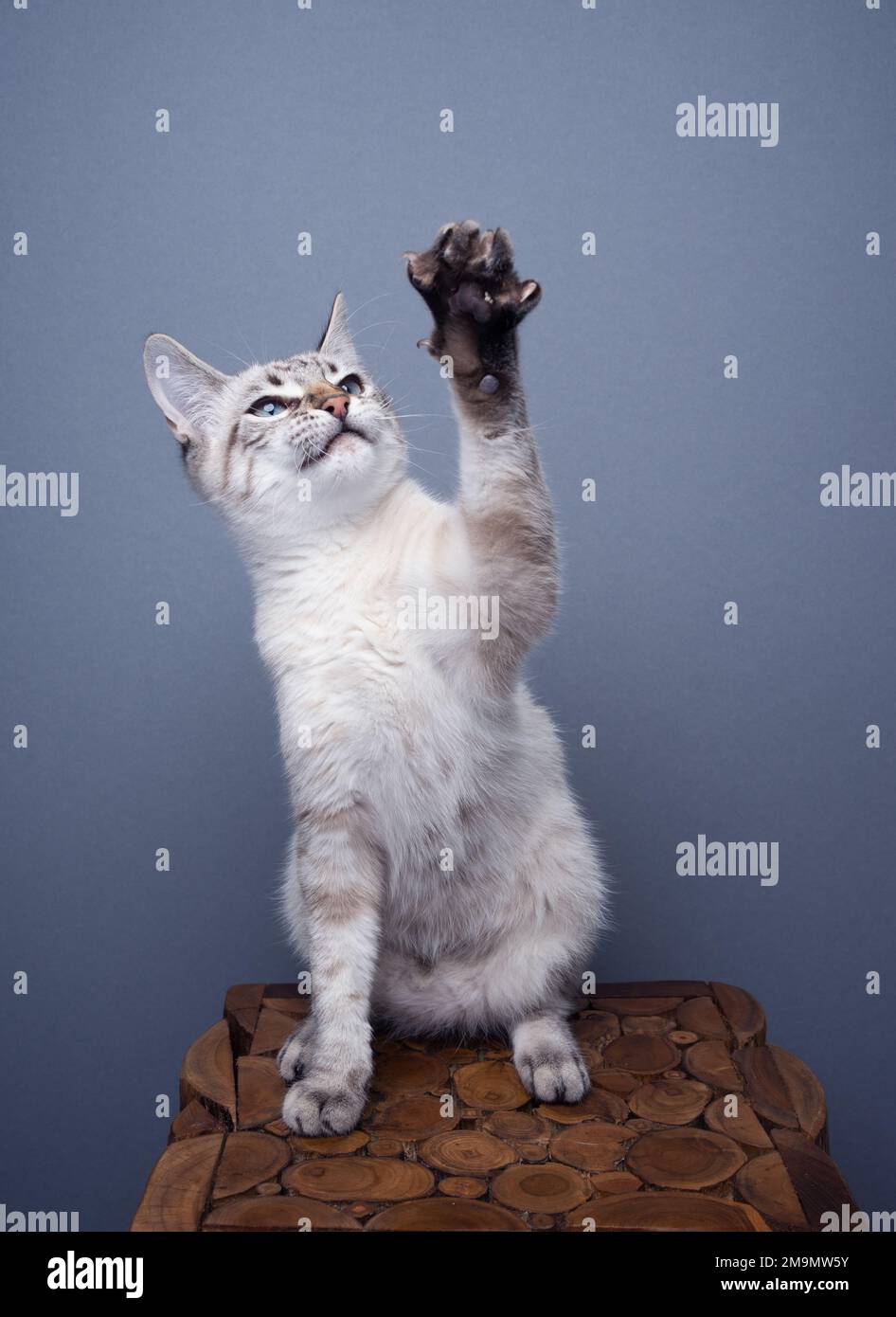playful young cat raising paw on gray background with copy space Stock ...