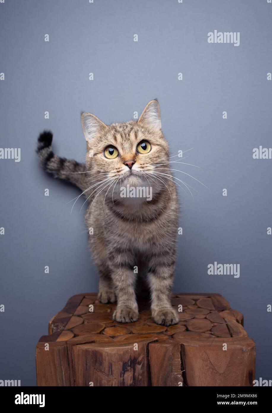 curious tabby cat standing on wooden pedestal portrait on gray ...