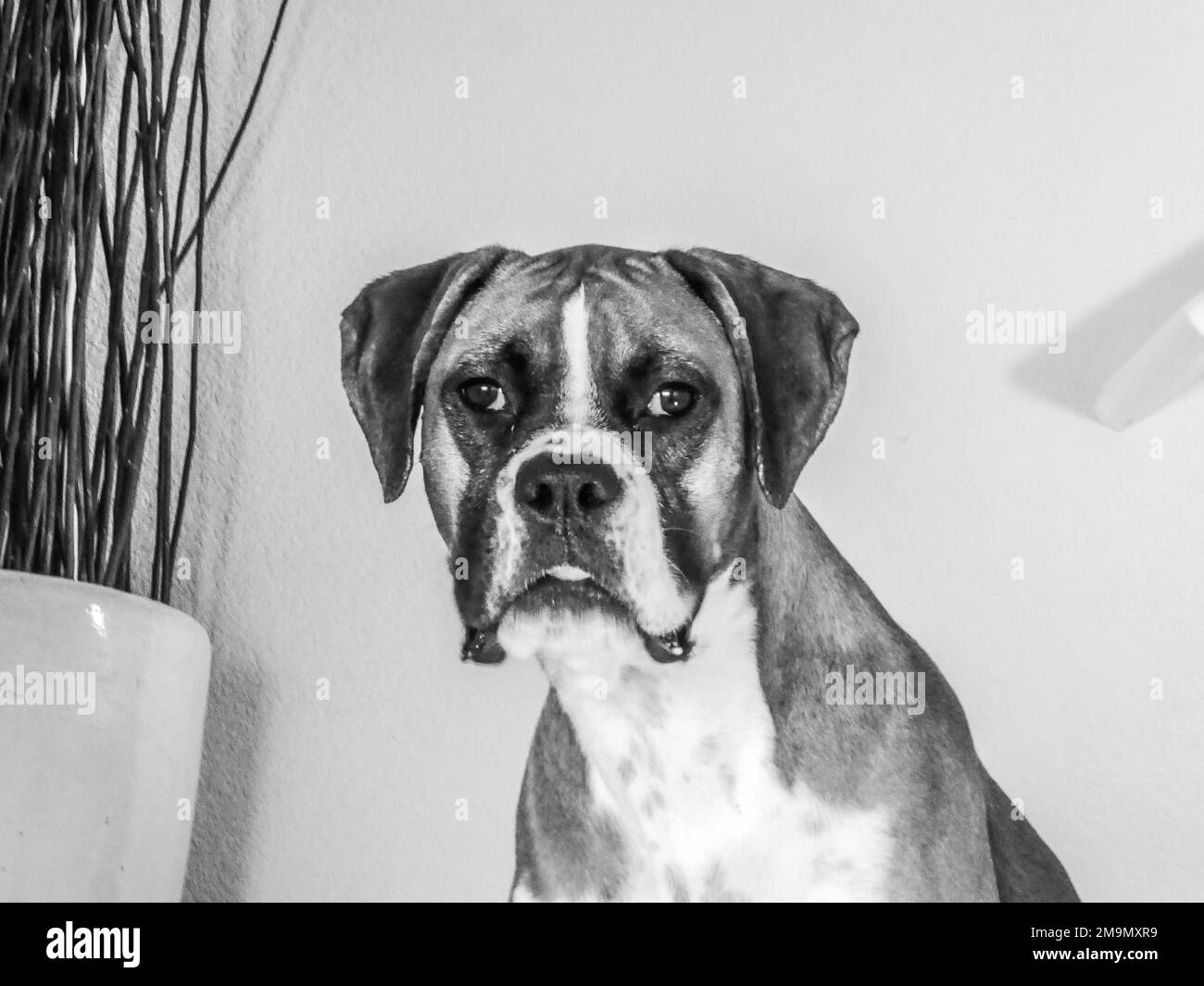 A grayscale portrait of a Boxer dog with sad eyes Stock Photo - Alamy
